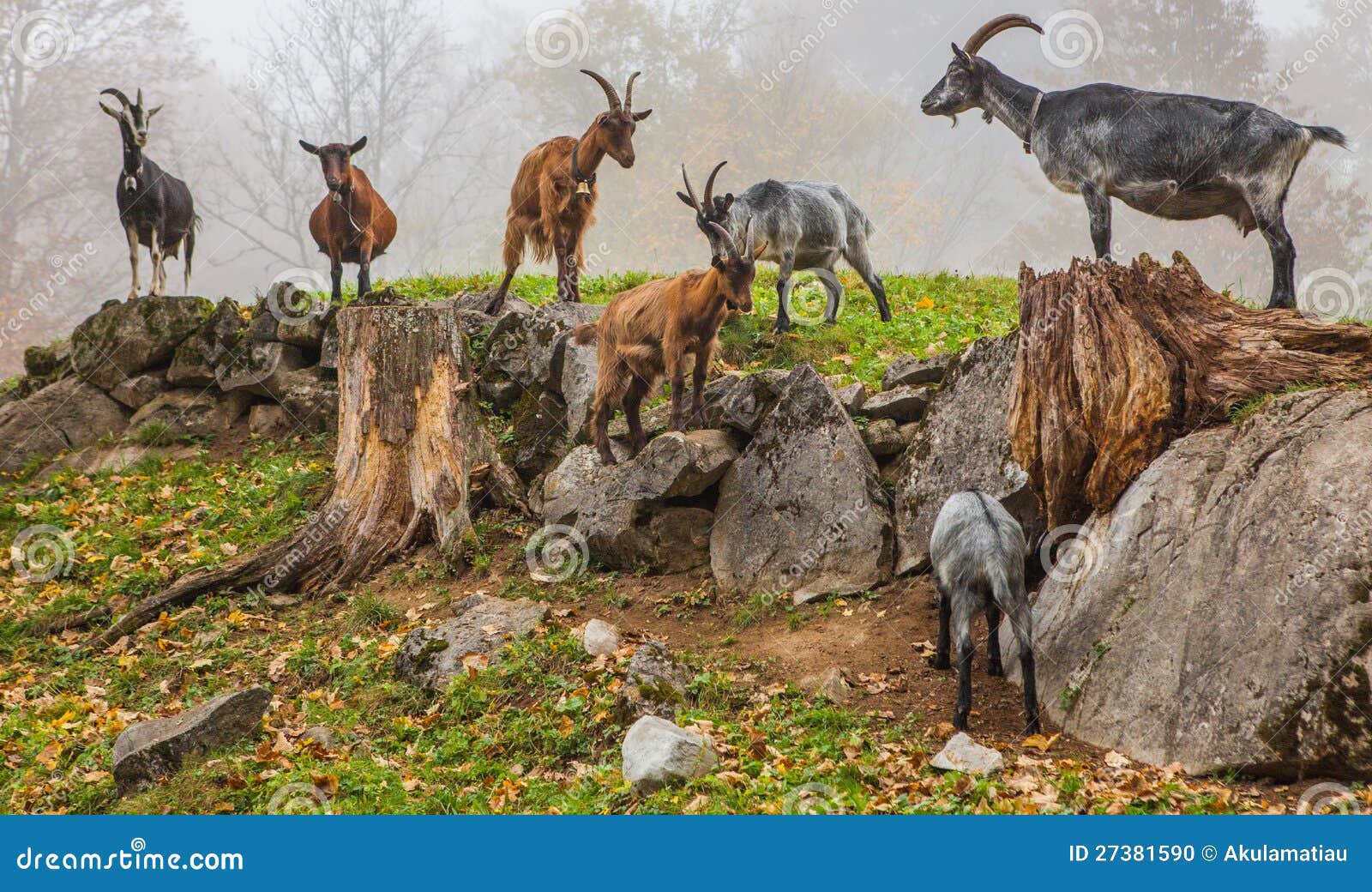 Capre di montagna svizzere fotografia stock. Immagine di alpino - 27381590
