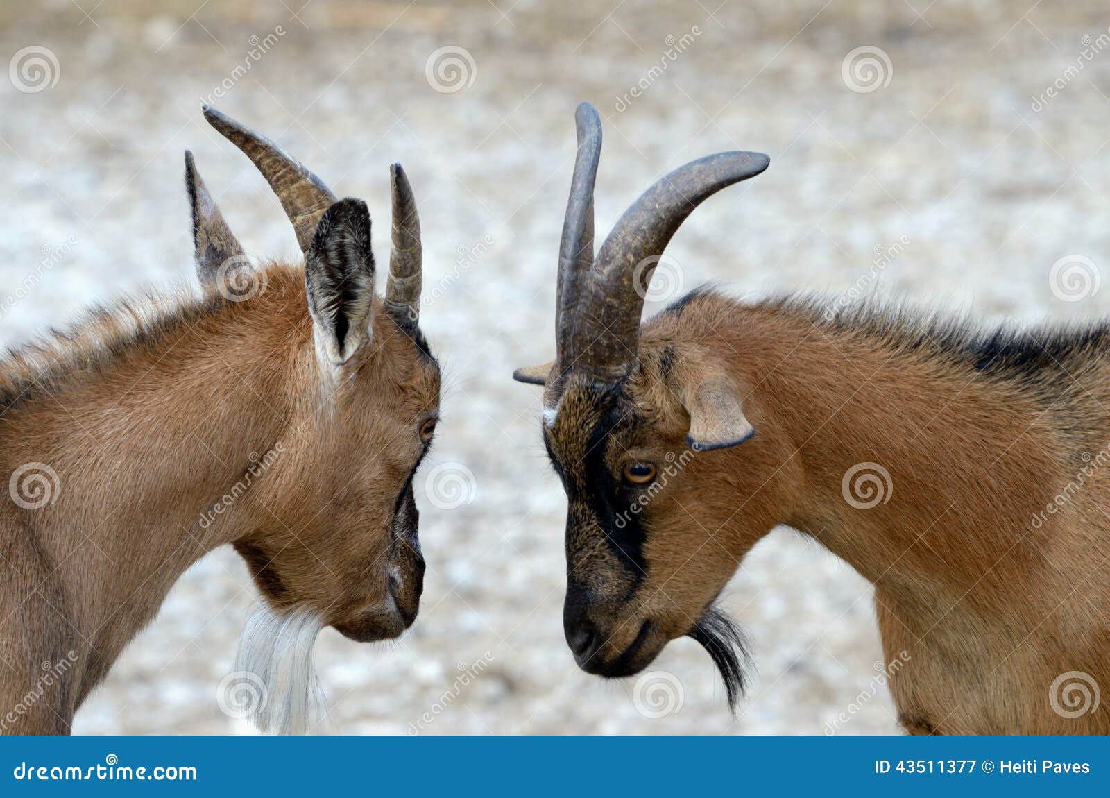 Capre Domestiche (aegagrus Della Capra) Immagine Stock - Immagine di ...