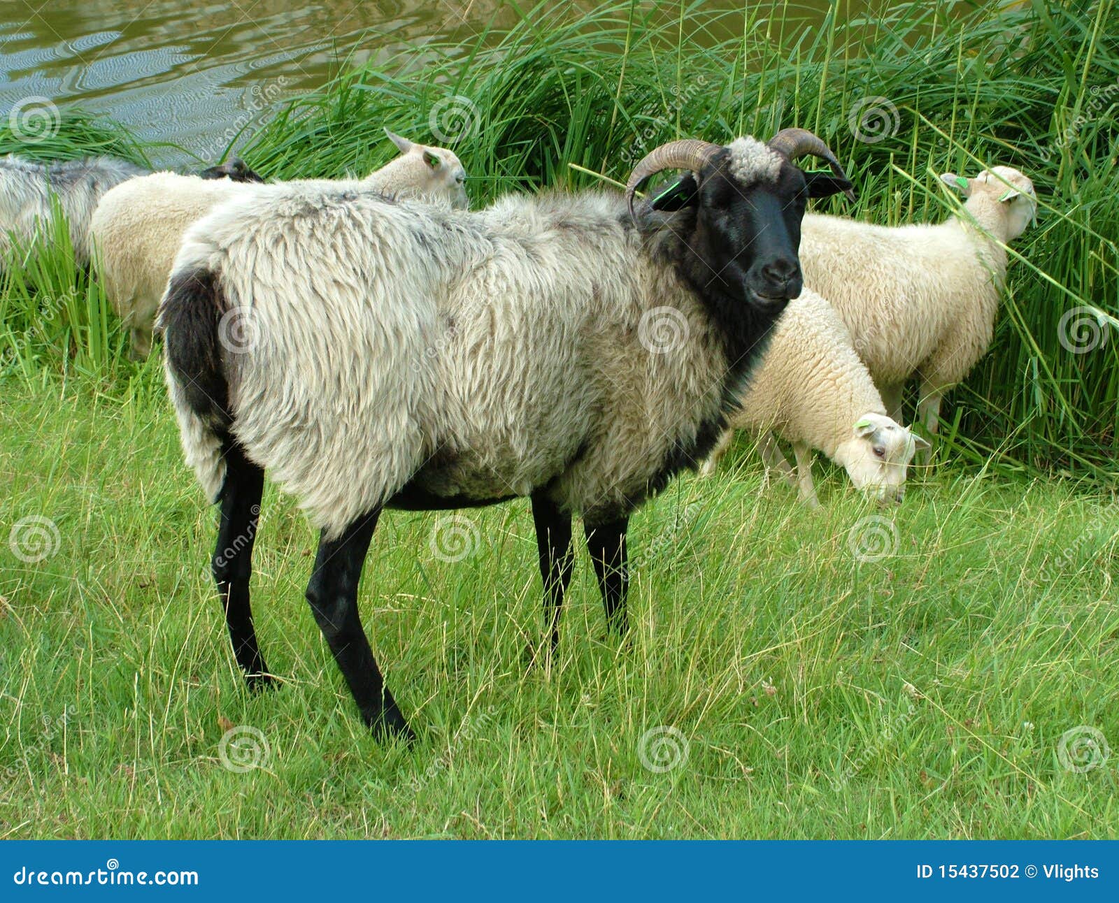 Capre e pecore fotografia stock. Immagine di nave, pecore - 15437502