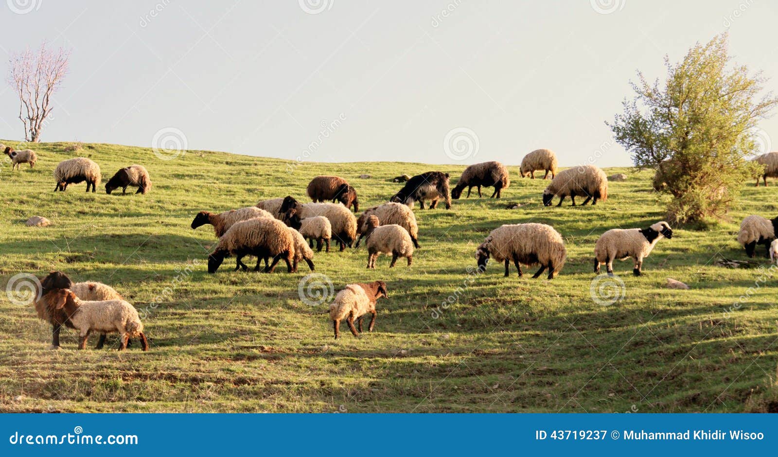 Capre e pecore immagine stock. Immagine di alimentazione - 43719237