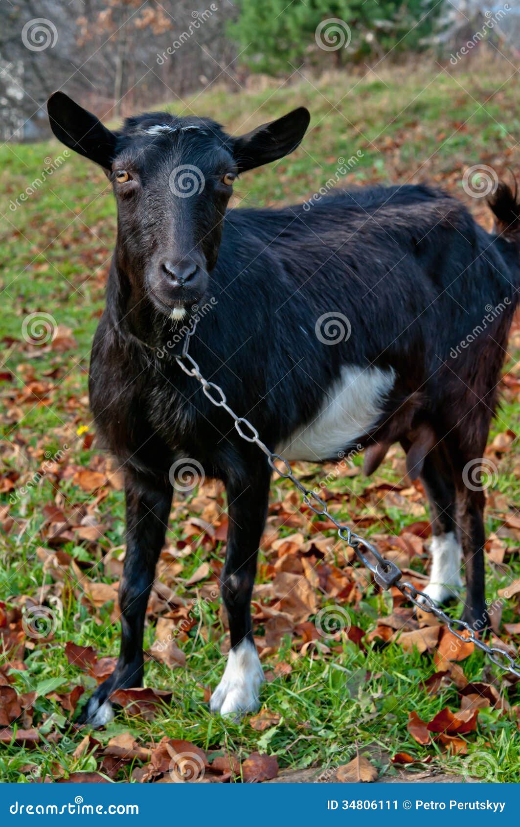 Capre nere immagine stock. Immagine di verde, giallo - 34806111