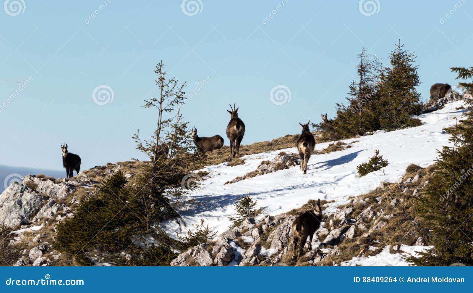 Capre Nere Selvagge Sulla Montagna Fotografia Stock - Immagine di selva ...