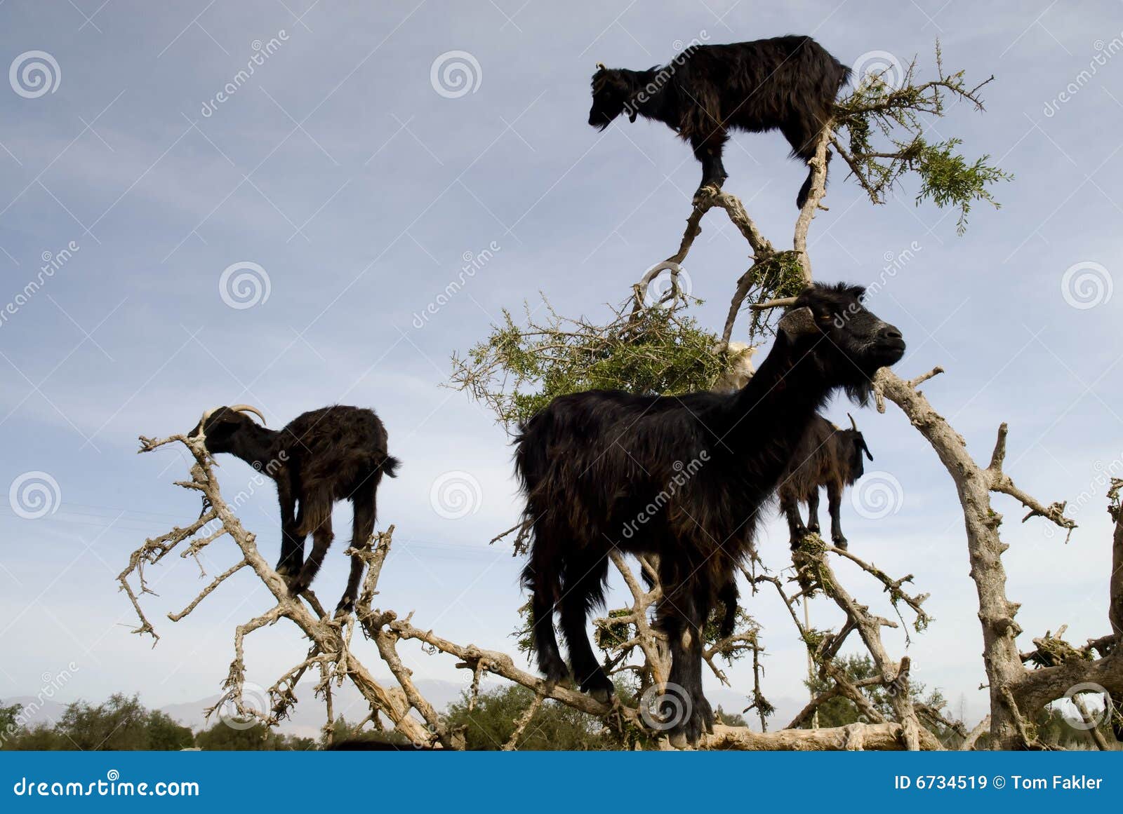Capre Nere in Un Albero Del Argan Immagine Stock - Immagine di strada ...
