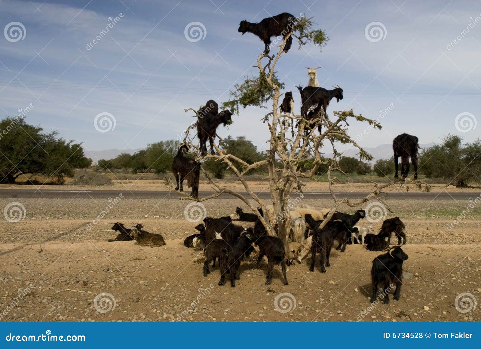 Capre Nere in Un Albero Del Argan Fotografia Stock - Immagine di albero ...