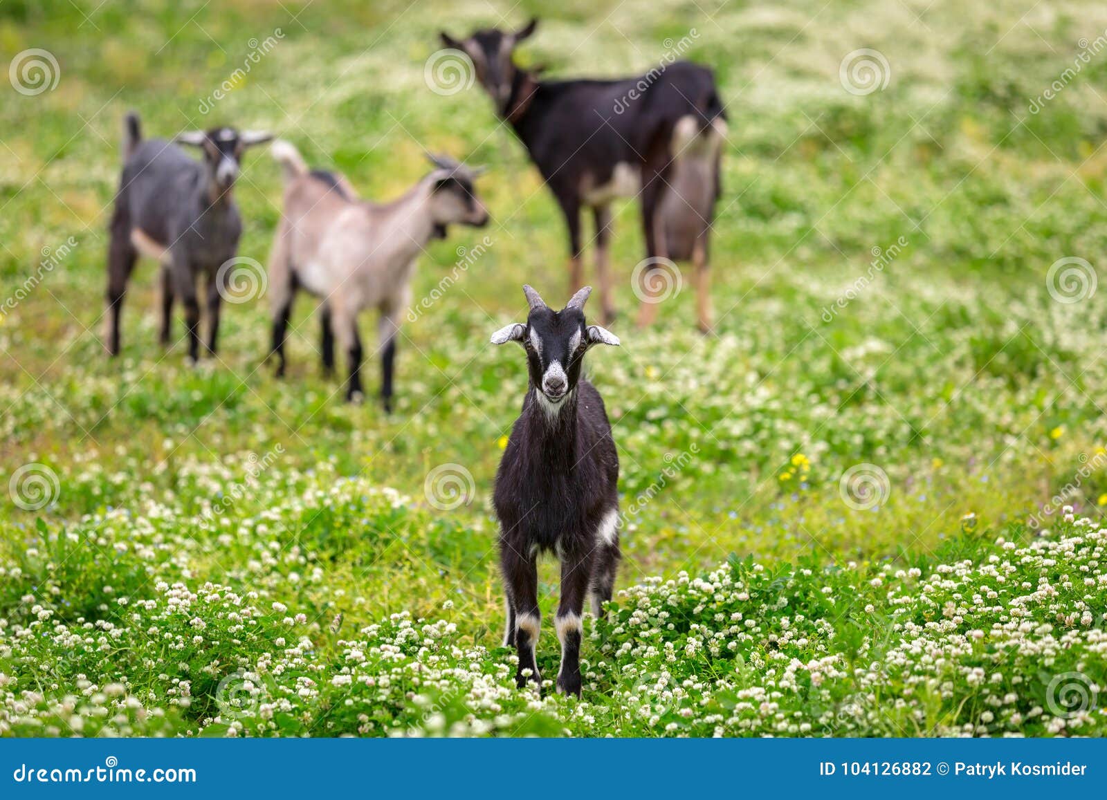 Capre su un pascolo fotografia stock. Immagine di verde - 104126882