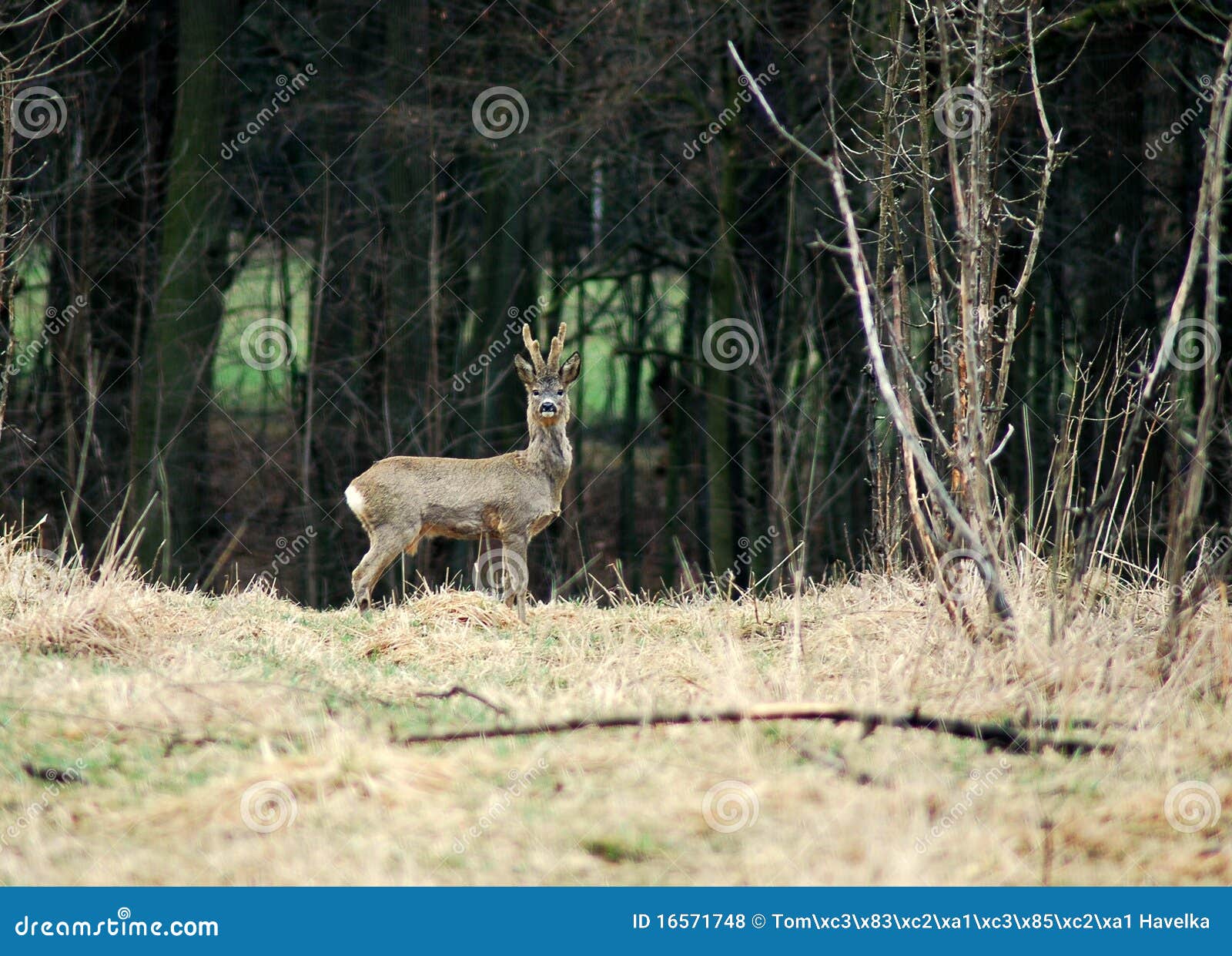 Capreolus capreolus stock photo. Image of stag, mammal - 16571748