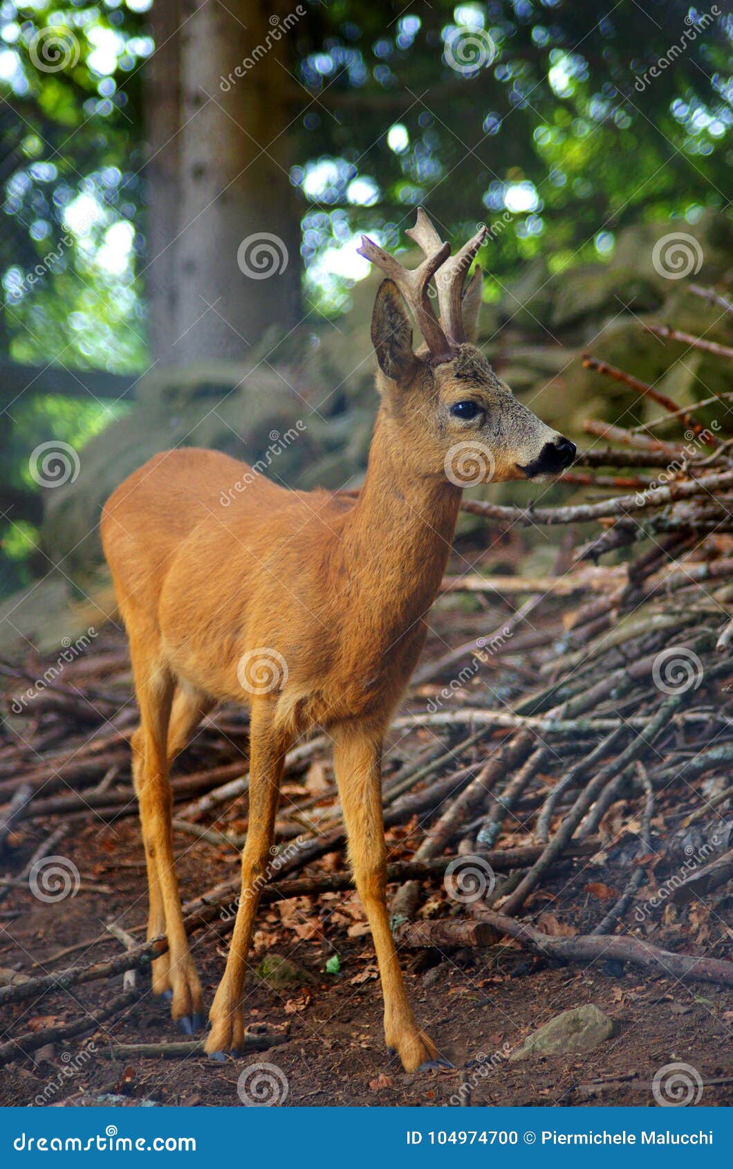 Capreolus de Roe Capreolus foto de archivo. Imagen de ciervos - 104974700