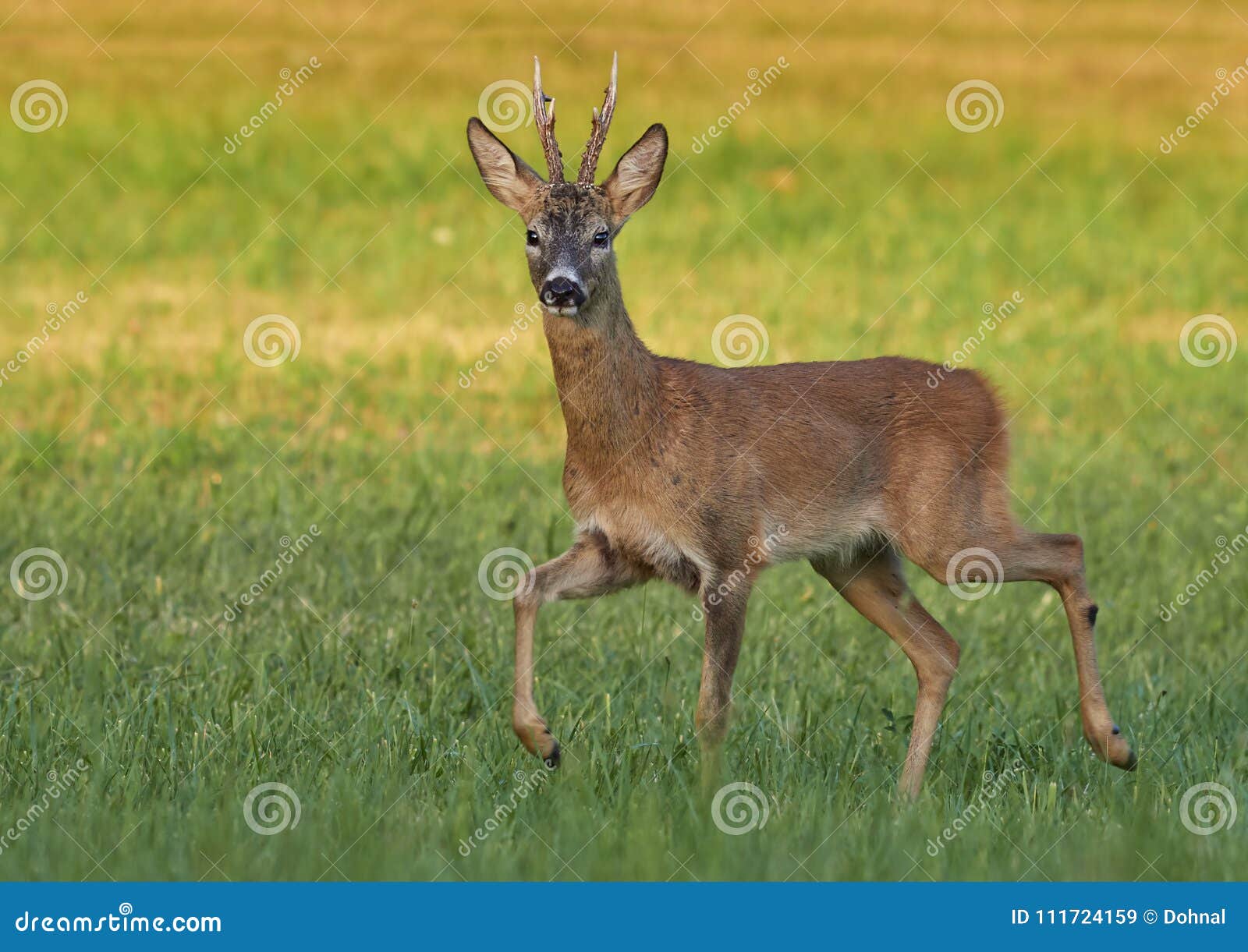Capreolus De Roe Deer Capreolus Del Europeo Imagen de archivo - Imagen ...