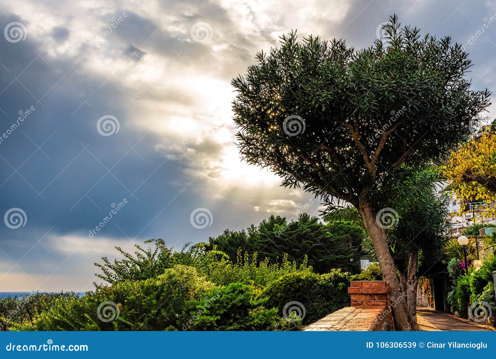Capri Island Sunset Behind a Tree with Scattered Clouds Stock Image ...