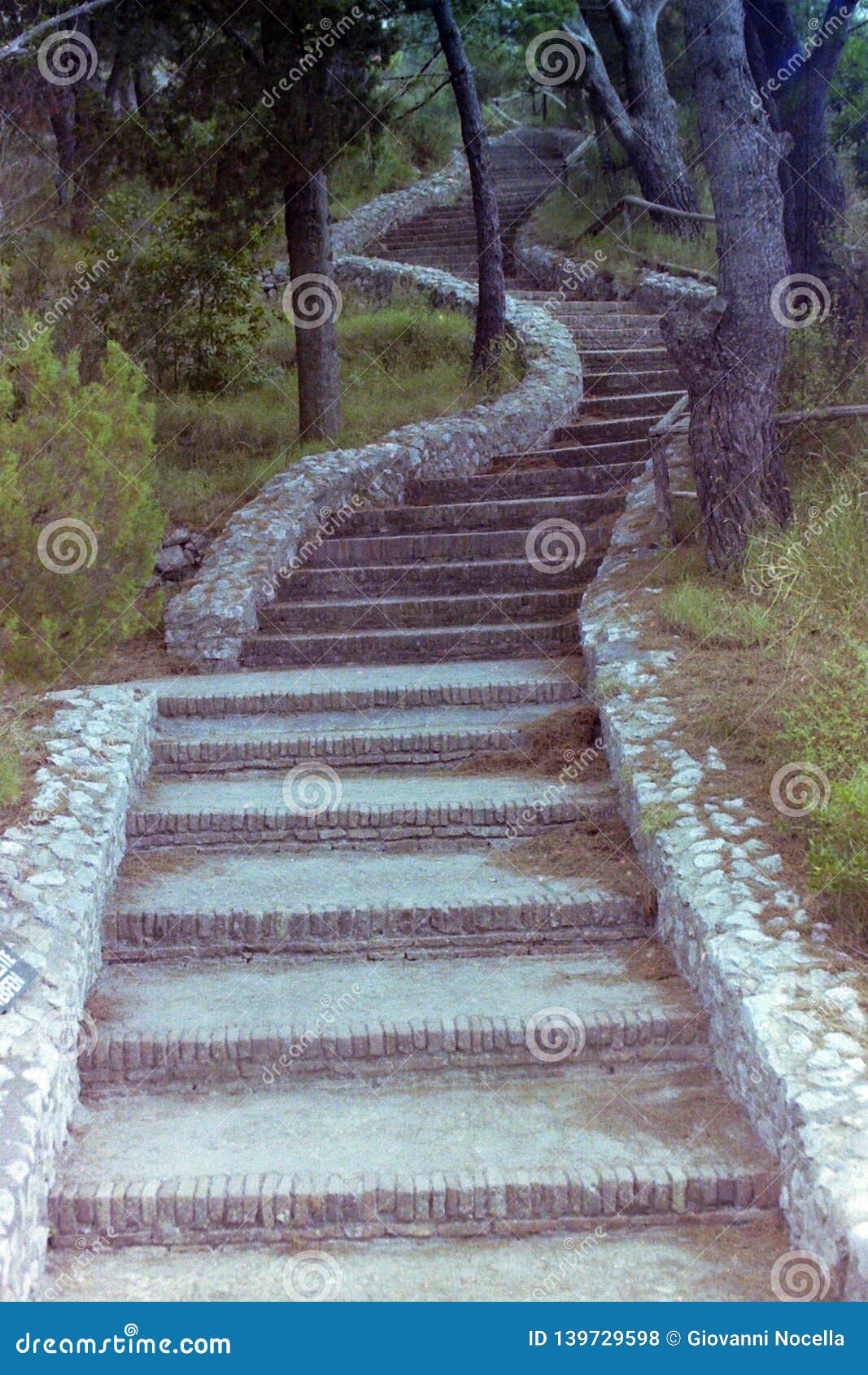 CAPRI, ITALY, 1969 - a Long Staircase Climbs between the Pines of Capri ...