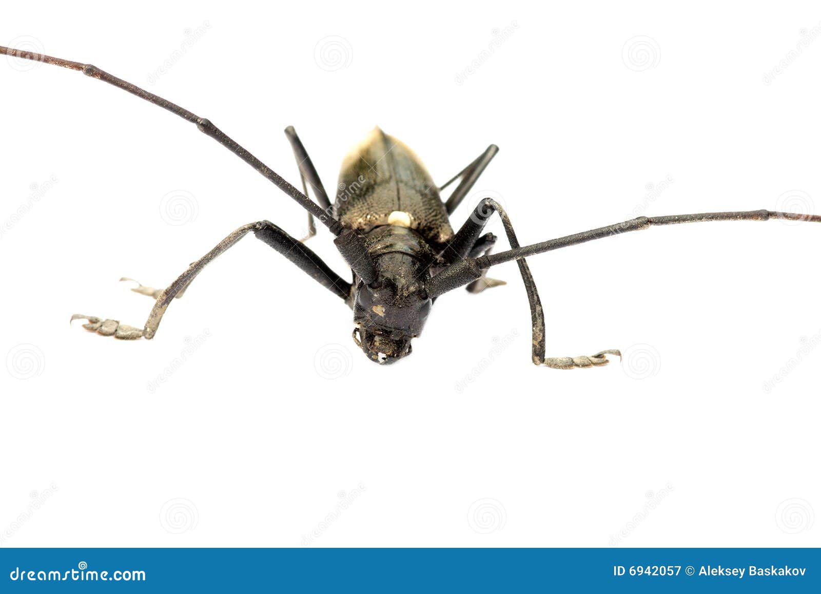 Capricorn beetle stock image. Image of antenna, gold, wildlife - 6942057