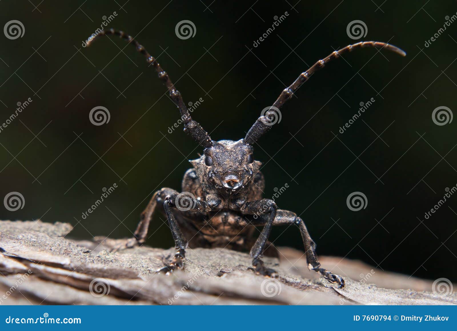 Capricorn beetle stock photo. Image of brown, wild, curve - 7690794