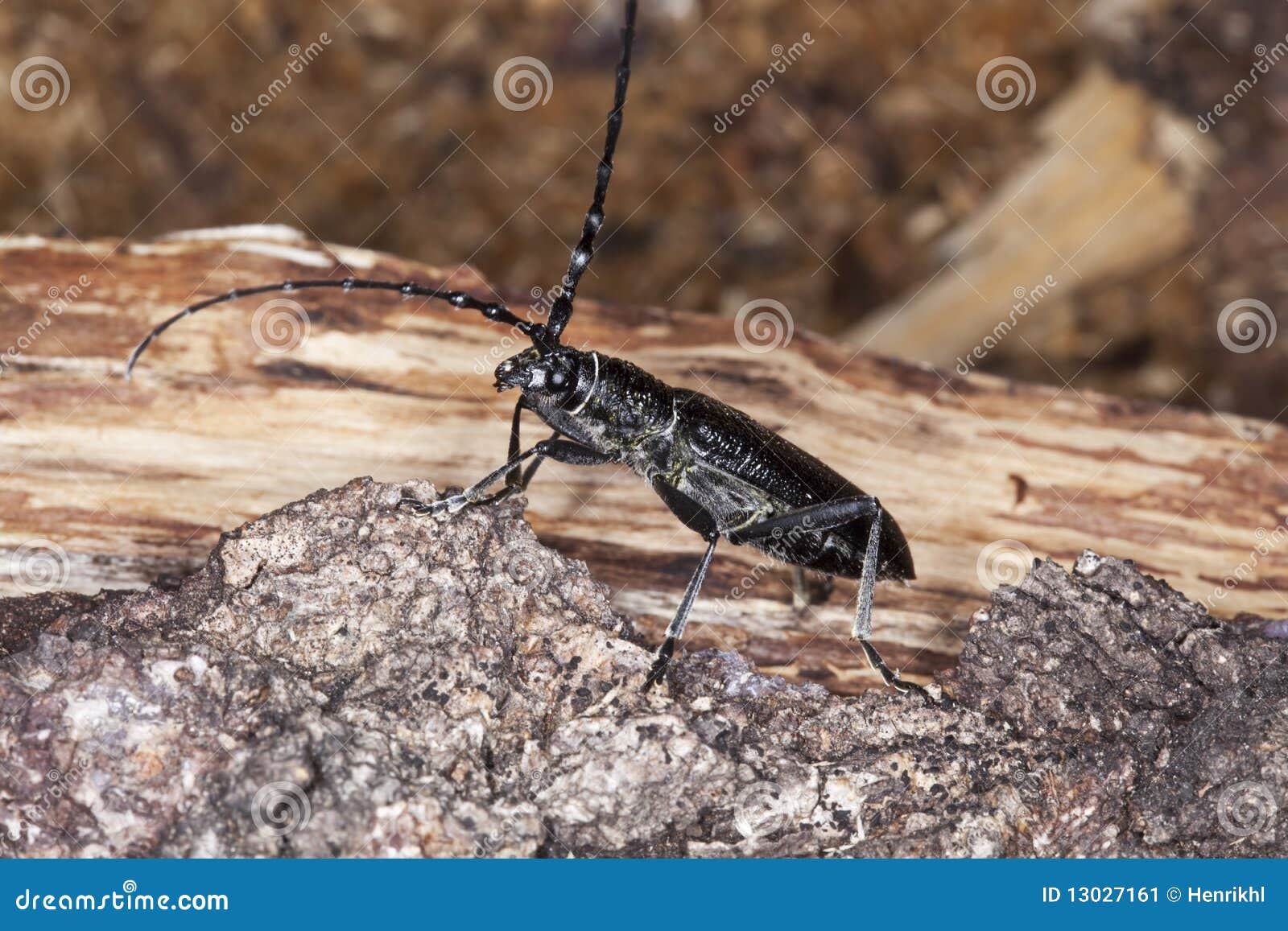 Capricorn Beetle (Cerambyx Scopolii) Stock Image - Image of insect ...
