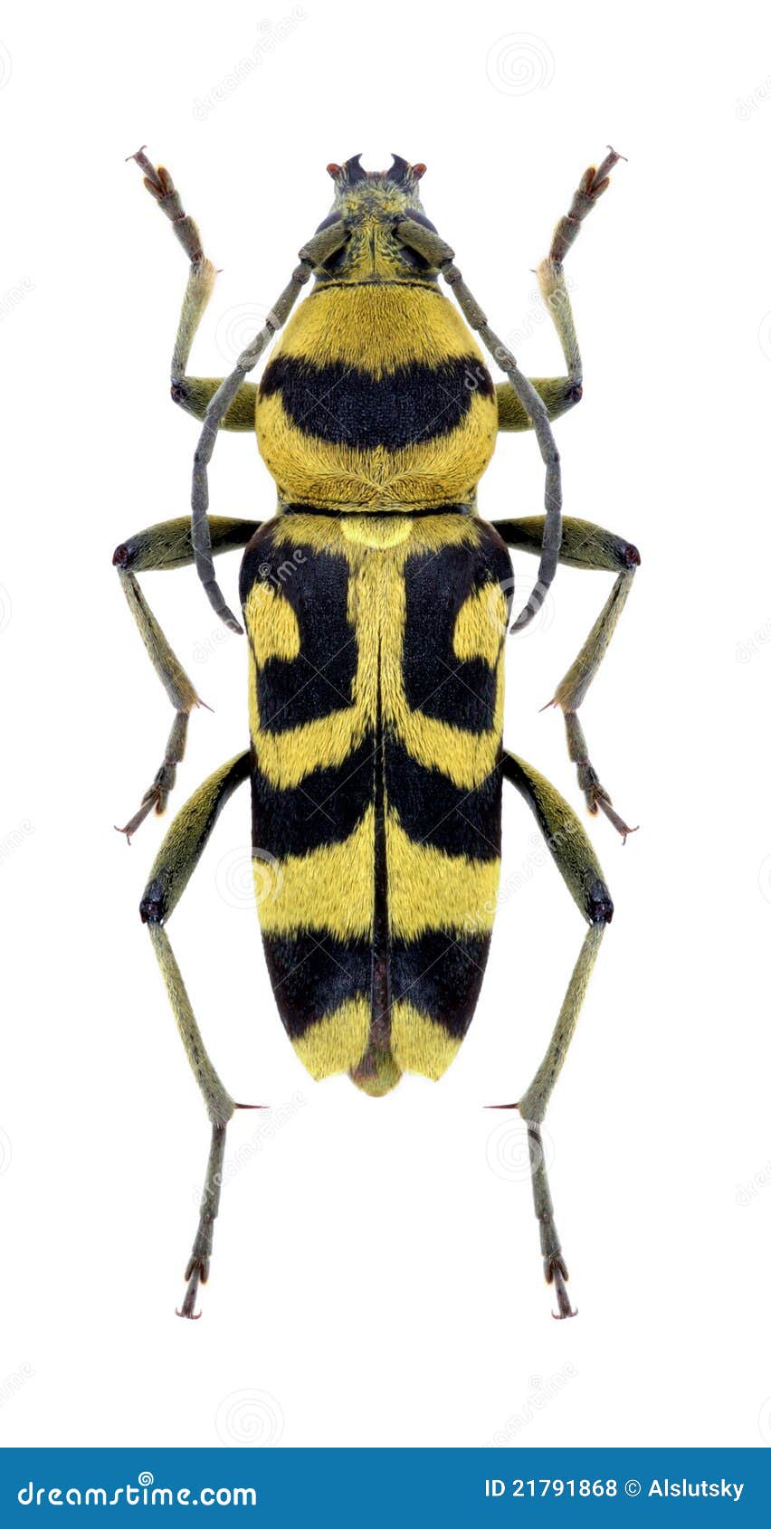 Capricorn Beetle Chlorophorus Varius Stock Photo - Image of biology ...