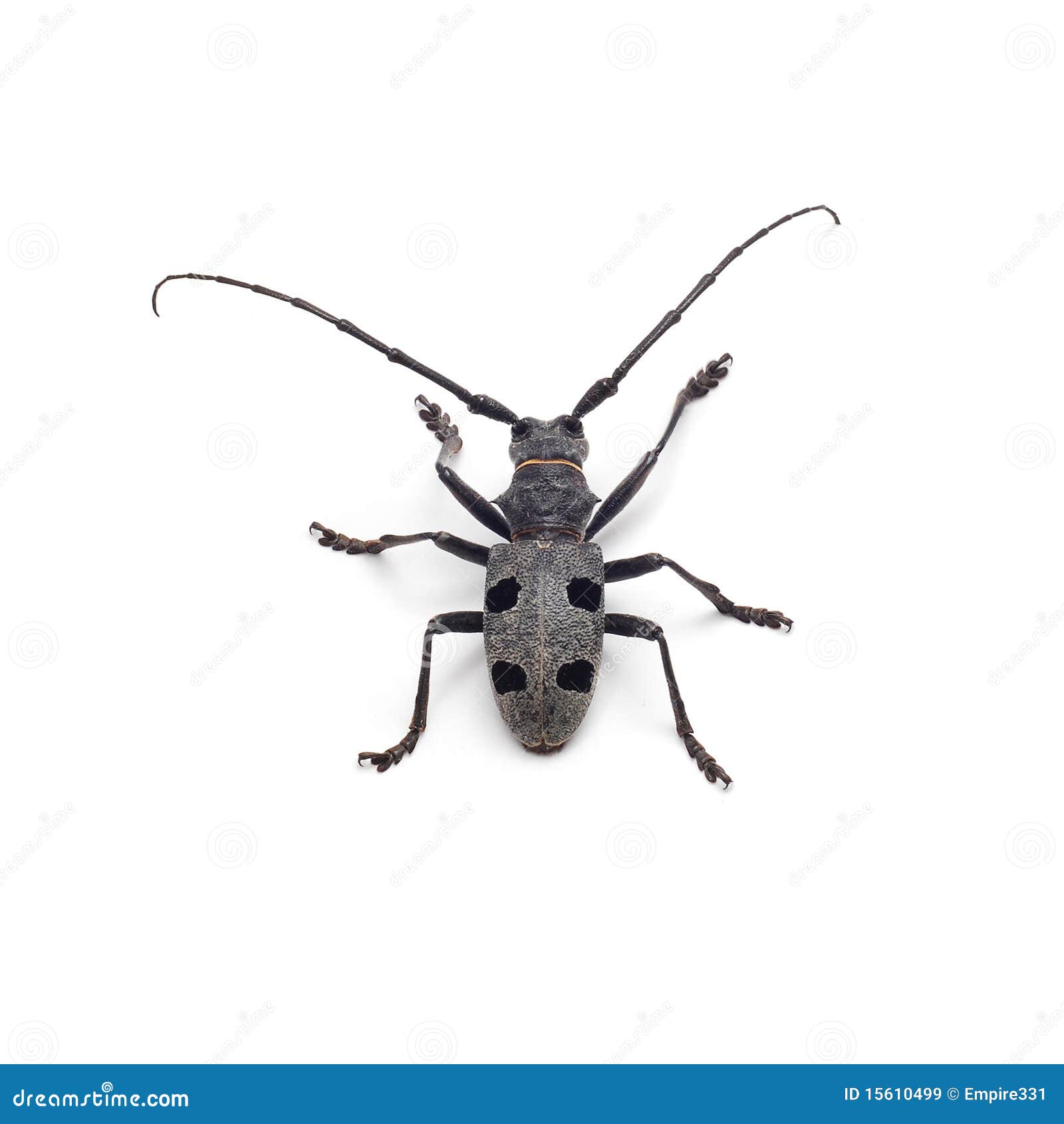 Capricorn beetle isolated stock image. Image of arthropod - 15610499
