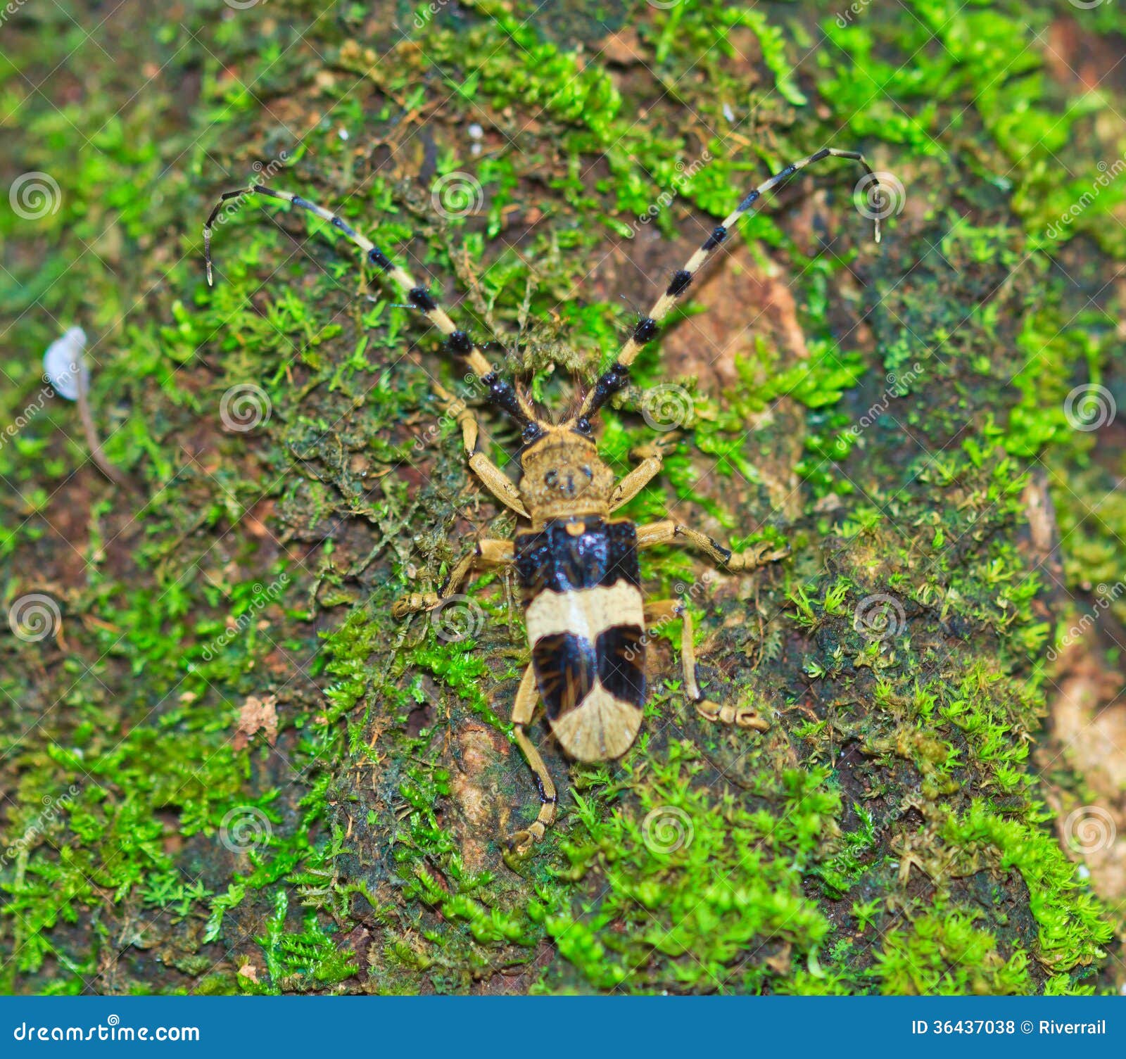 Capricorn beetle stock photo. Image of insect, grass - 36437038