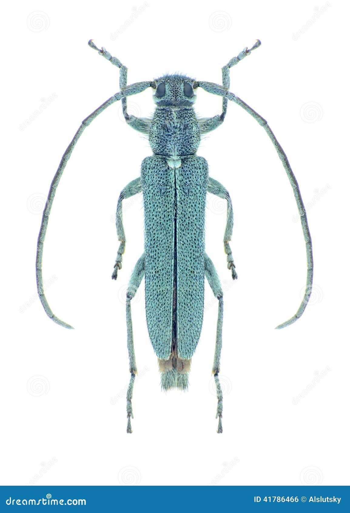 Capricorn Beetle Macro - Big Colorful Beetle With Long Antennas ...