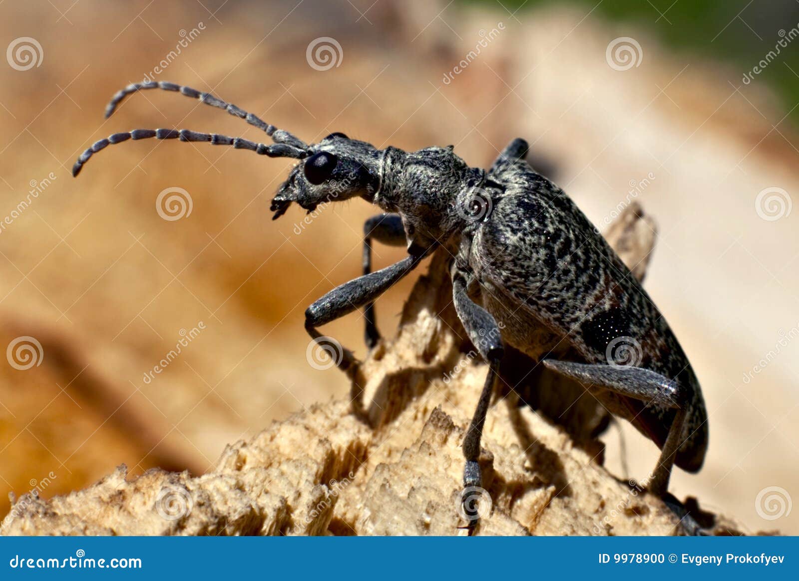 Capricorn Beetle Rhagium Inquisitor Rugipenne Stock Photo - Image of ...