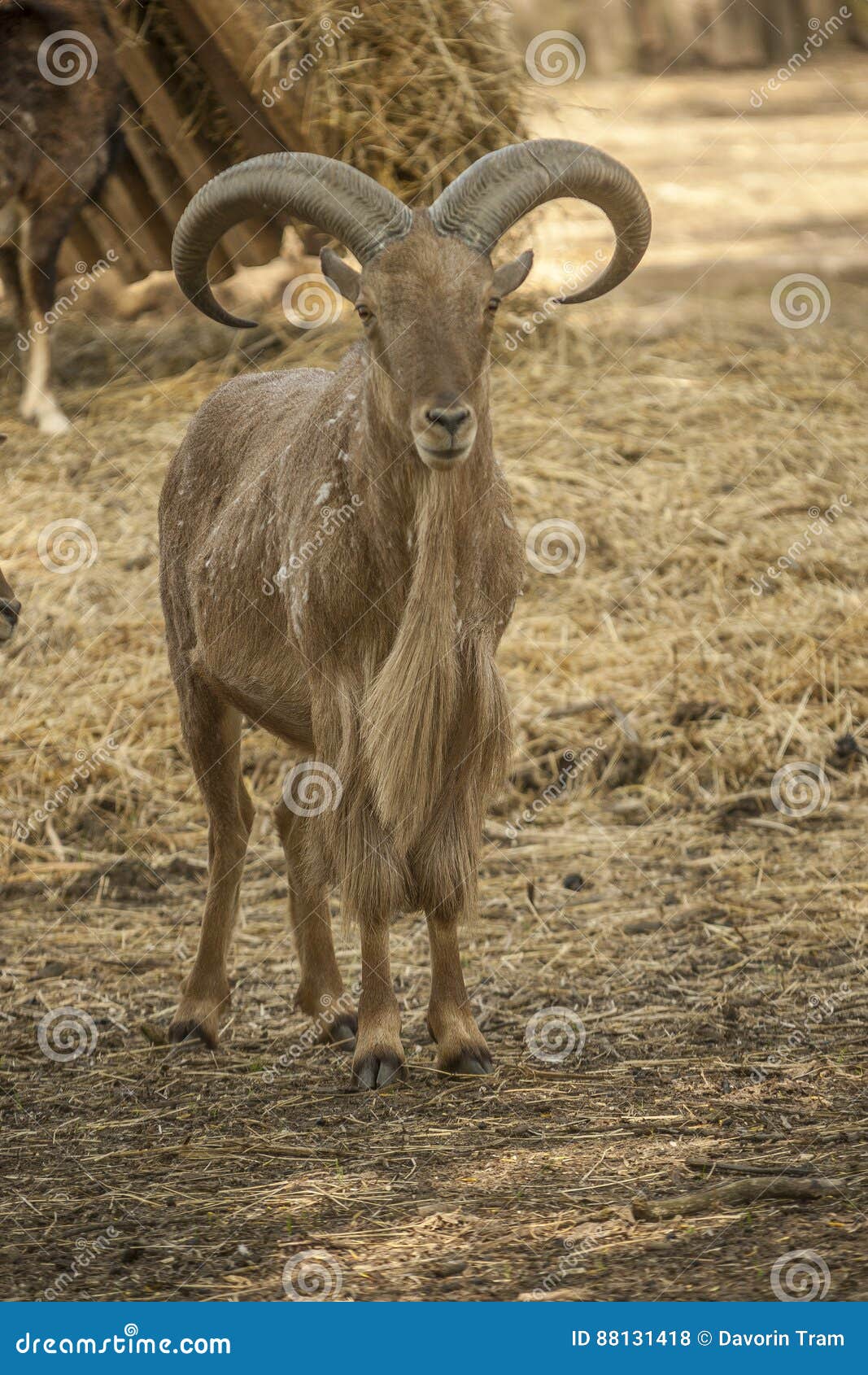 Capricorn face stock photo. Image of lookout, mouth, graceful - 88131418