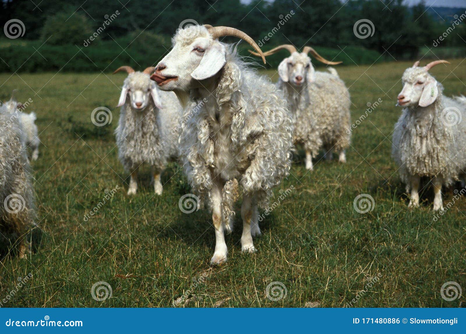 CAPRIN ANGORA stock photo. Image of meadow, ruminant - 171480886