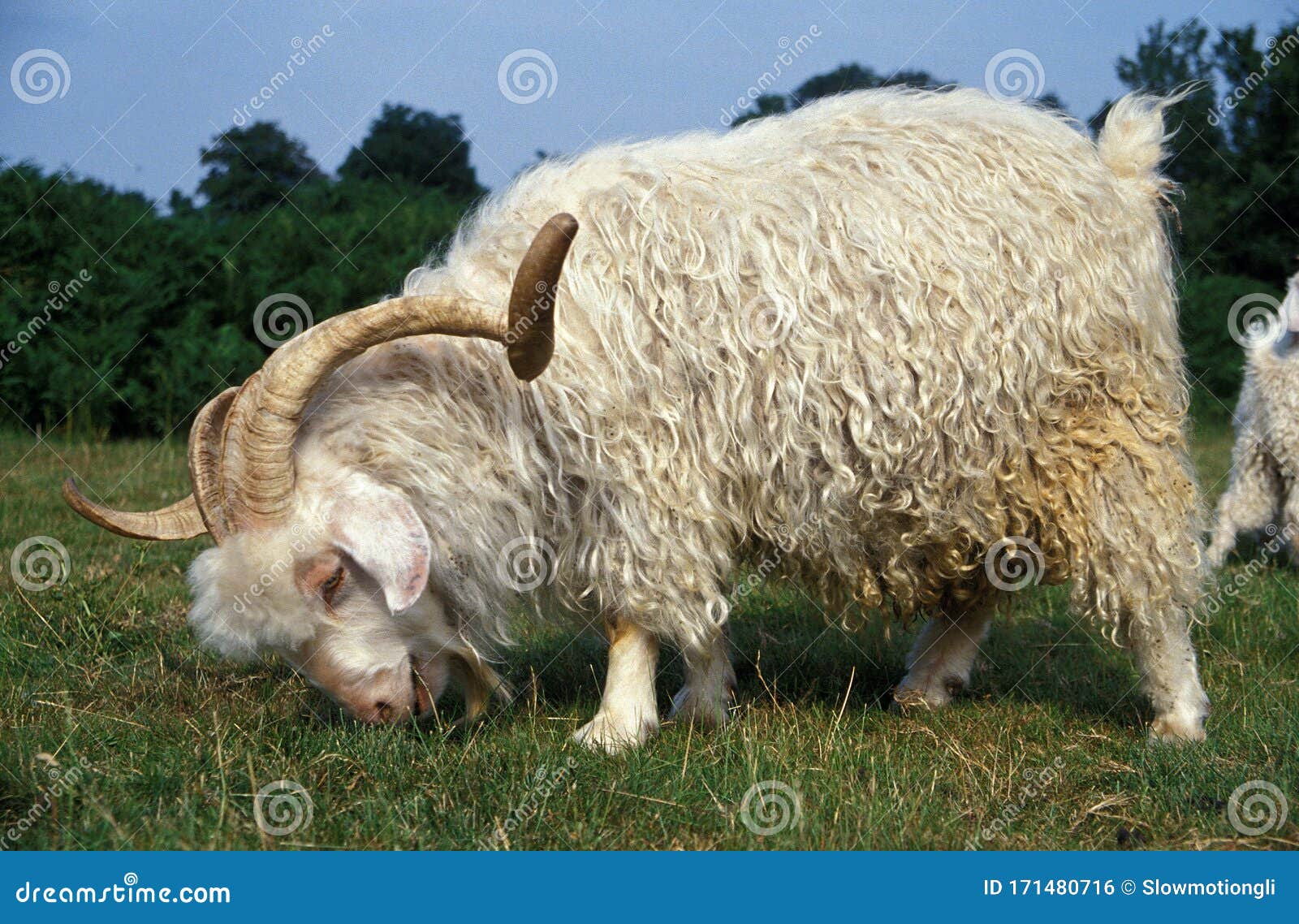 CAPRIN ANGORA stock photo. Image of animal, horn, bovidae - 171480716