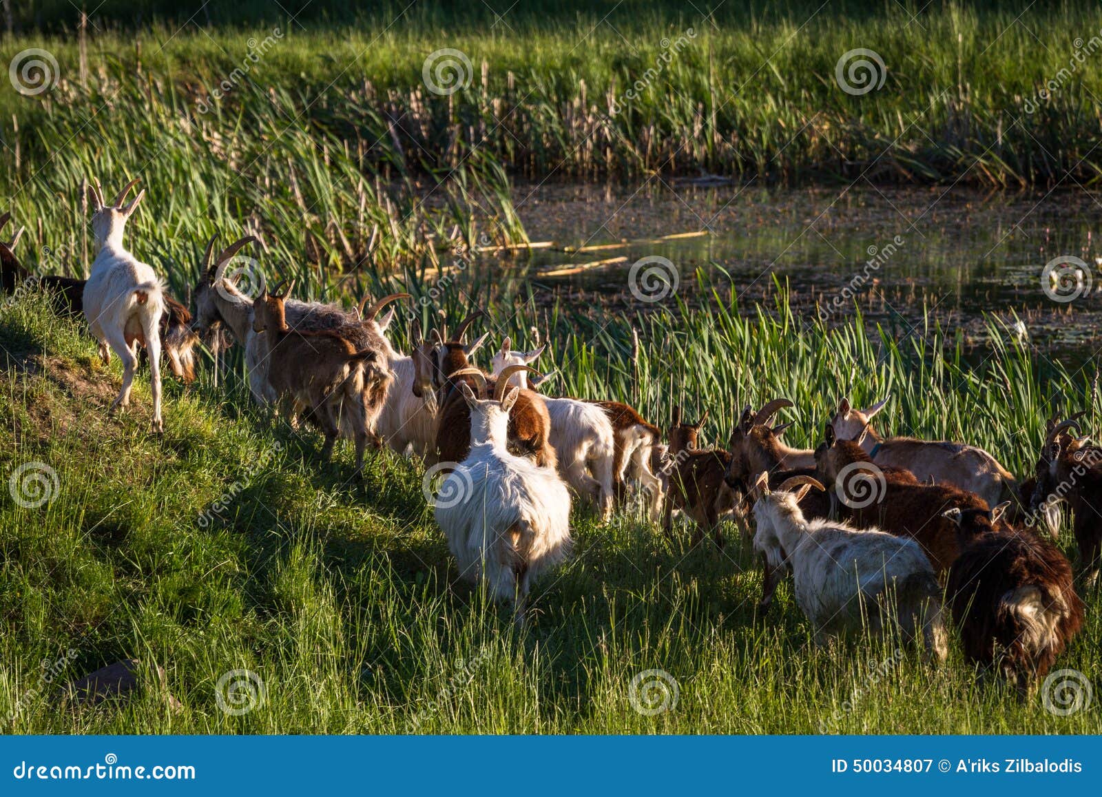 Caprine stock image. Image of food, animals, mammals - 50034807