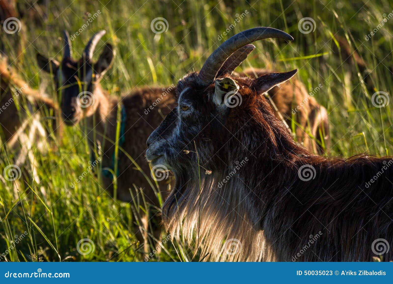Caprine stock image. Image of cloud, mammals, angle, cute - 50035023