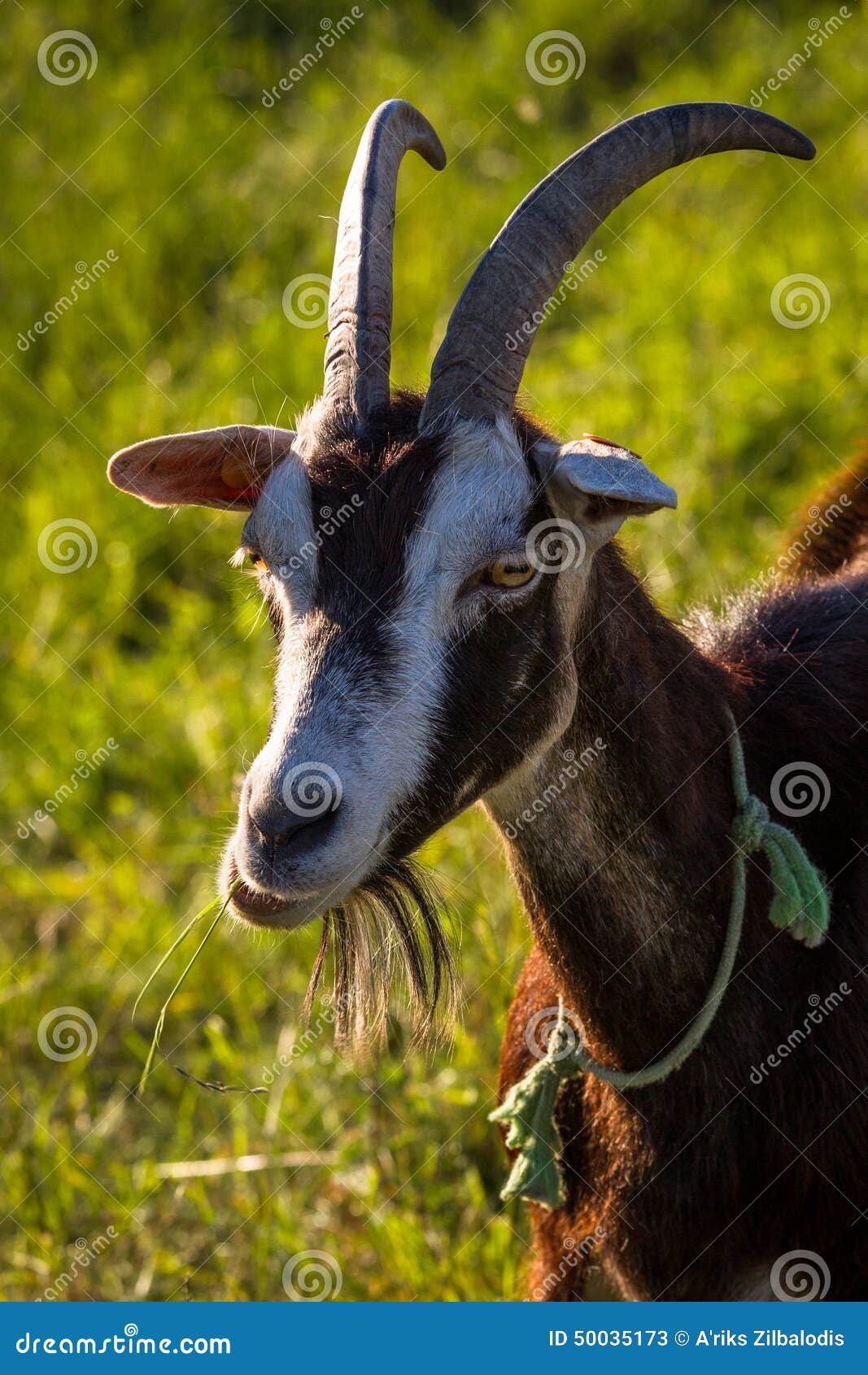 Caprine stock image. Image of cute, nature, mammals, goat - 50035173