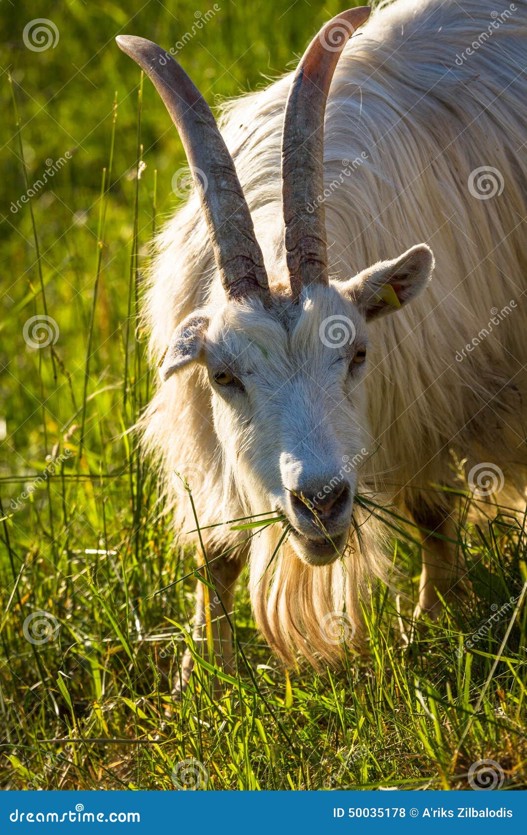 Caprine stock photo. Image of looking, angle, livestock - 50035178