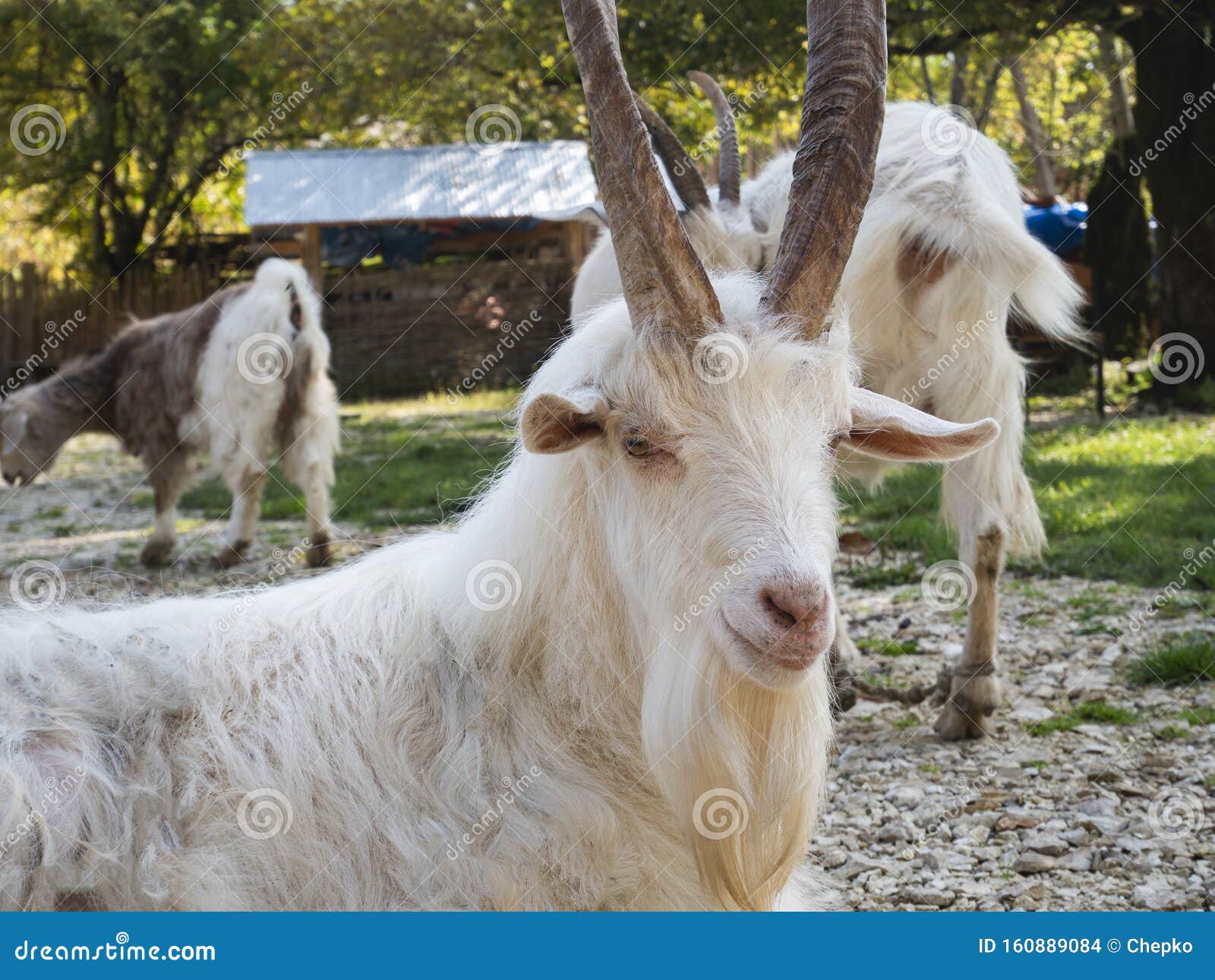 Caprino Na Aldeia Com Chifres Longos Foto de Stock - Imagem de animal ...