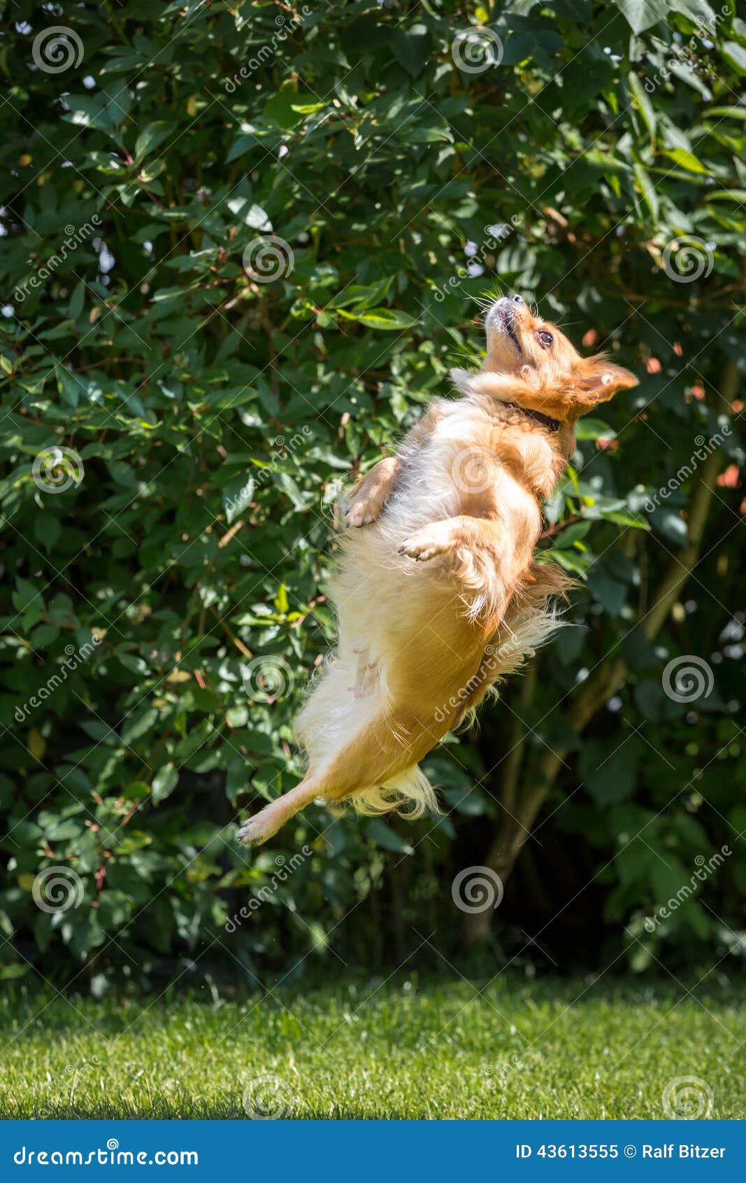 Capriole stock image. Image of jump, green, long, play - 43613555