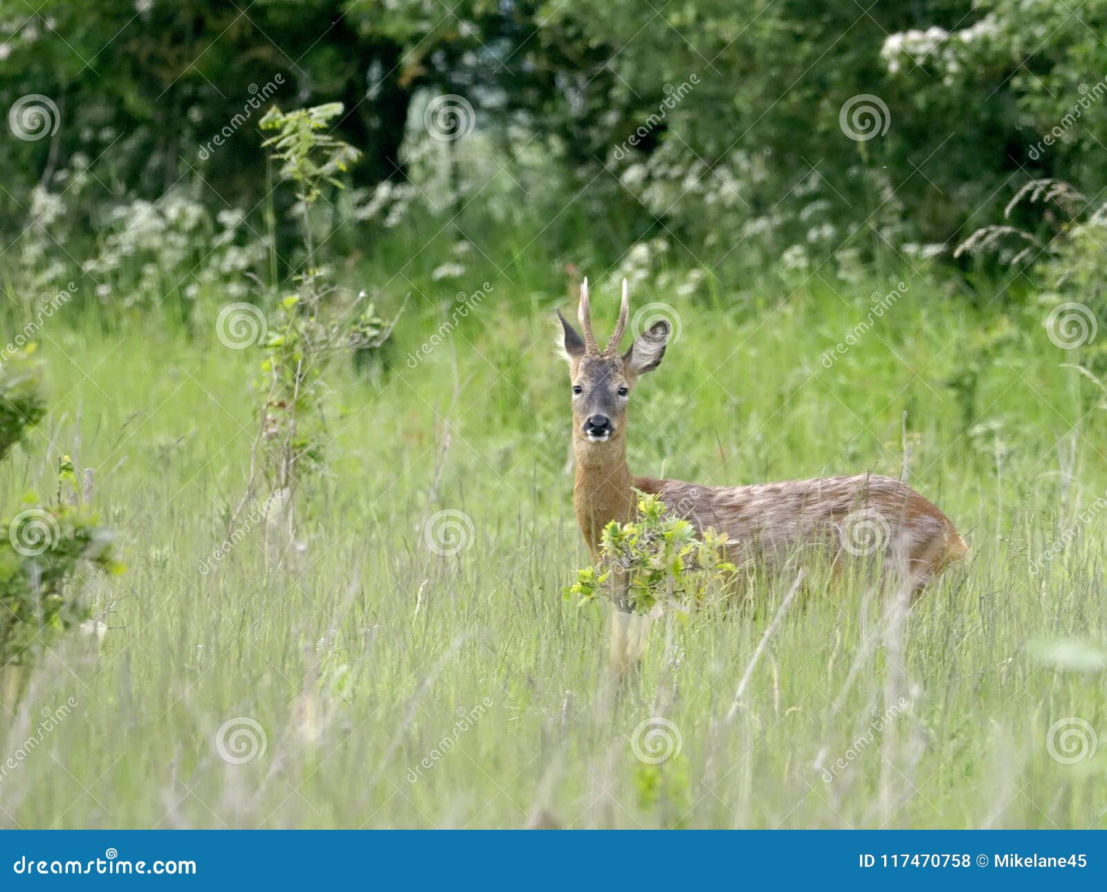 Caprioli, Capreolus Del Capreolus Fotografia Stock - Immagine di ...