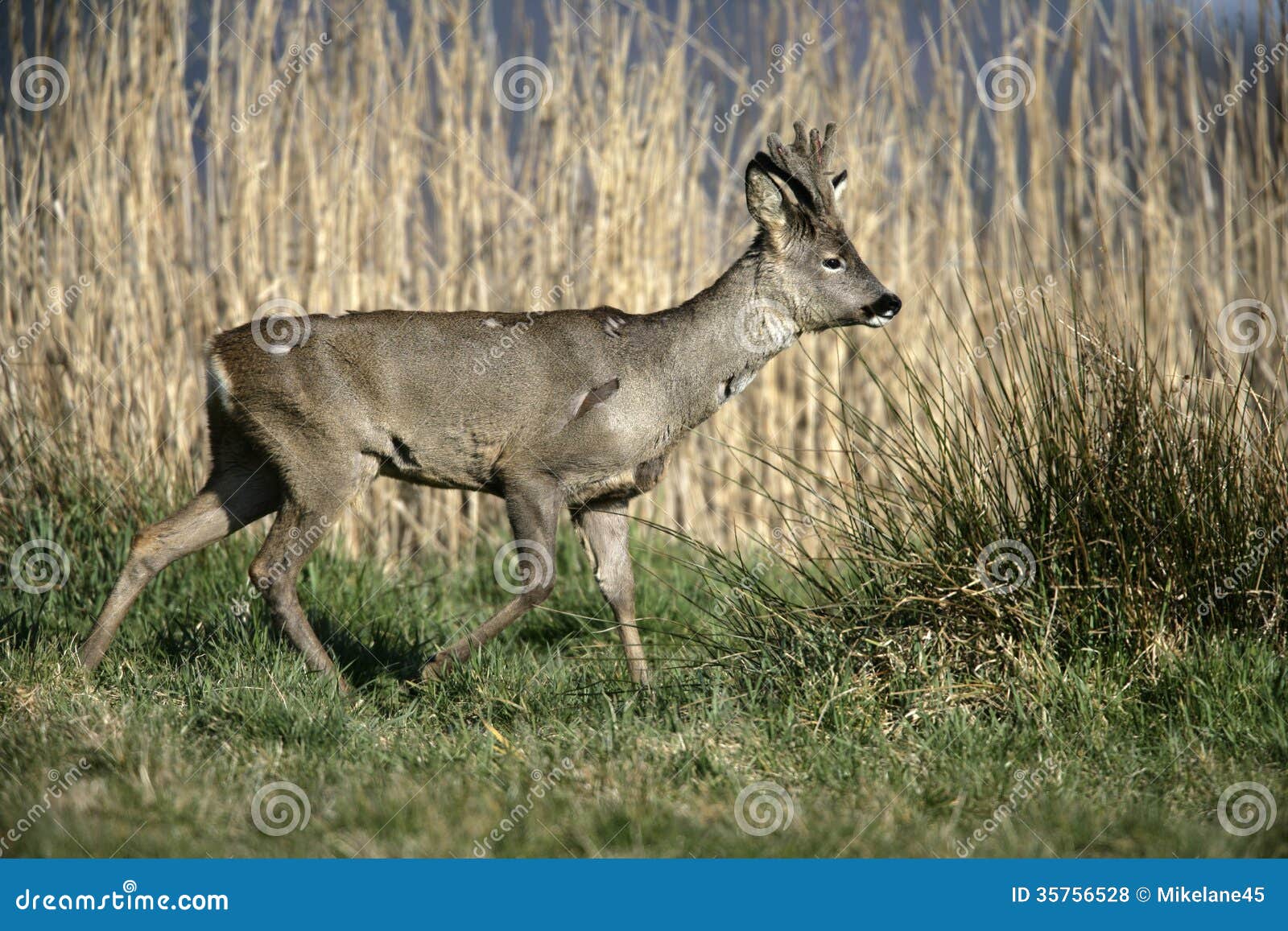 Caprioli, Capreolus Del Capreolus Fotografia Stock - Immagine di ...