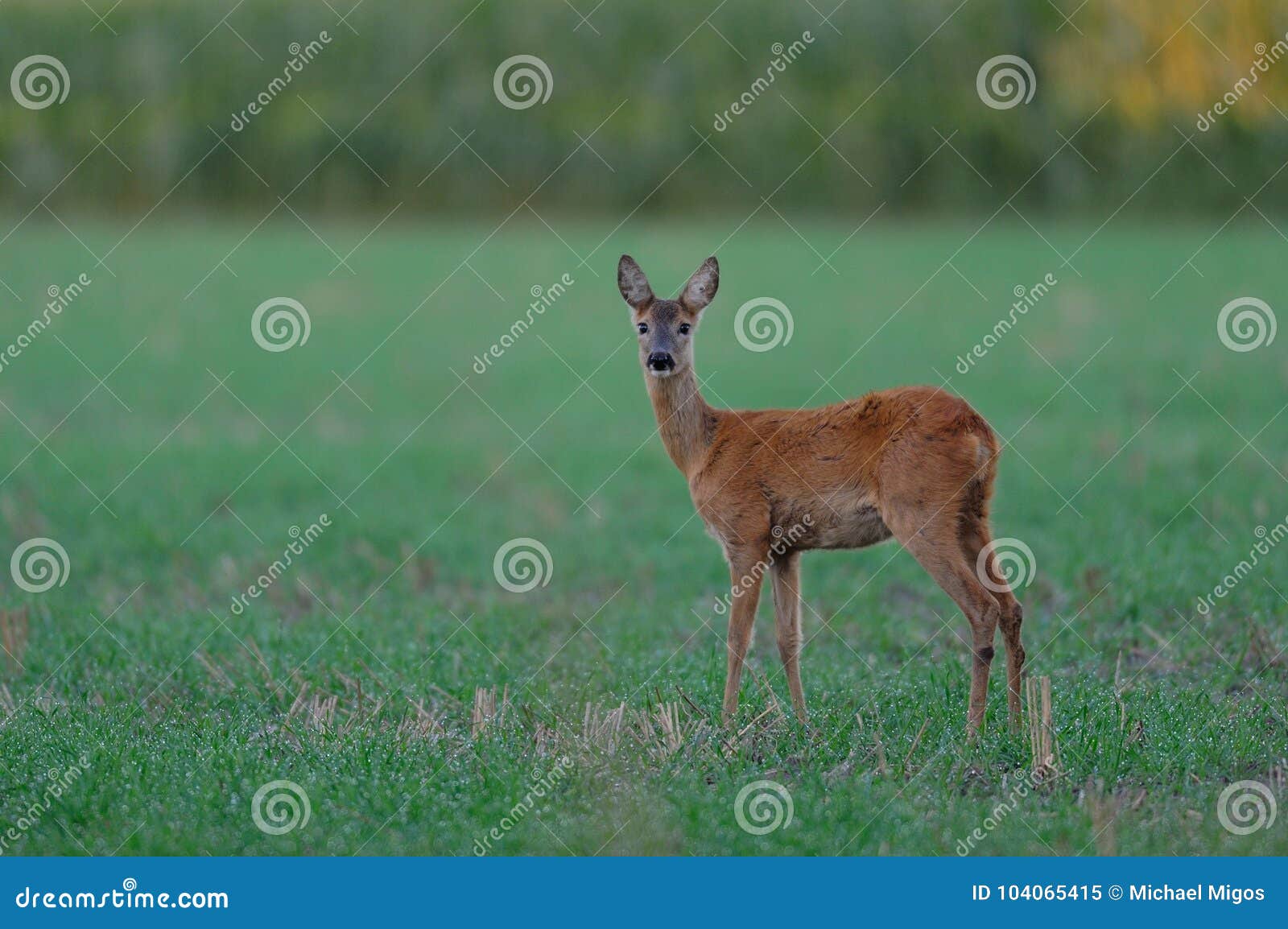 Caprioli di estate immagine stock. Immagine di orecchio - 104065415