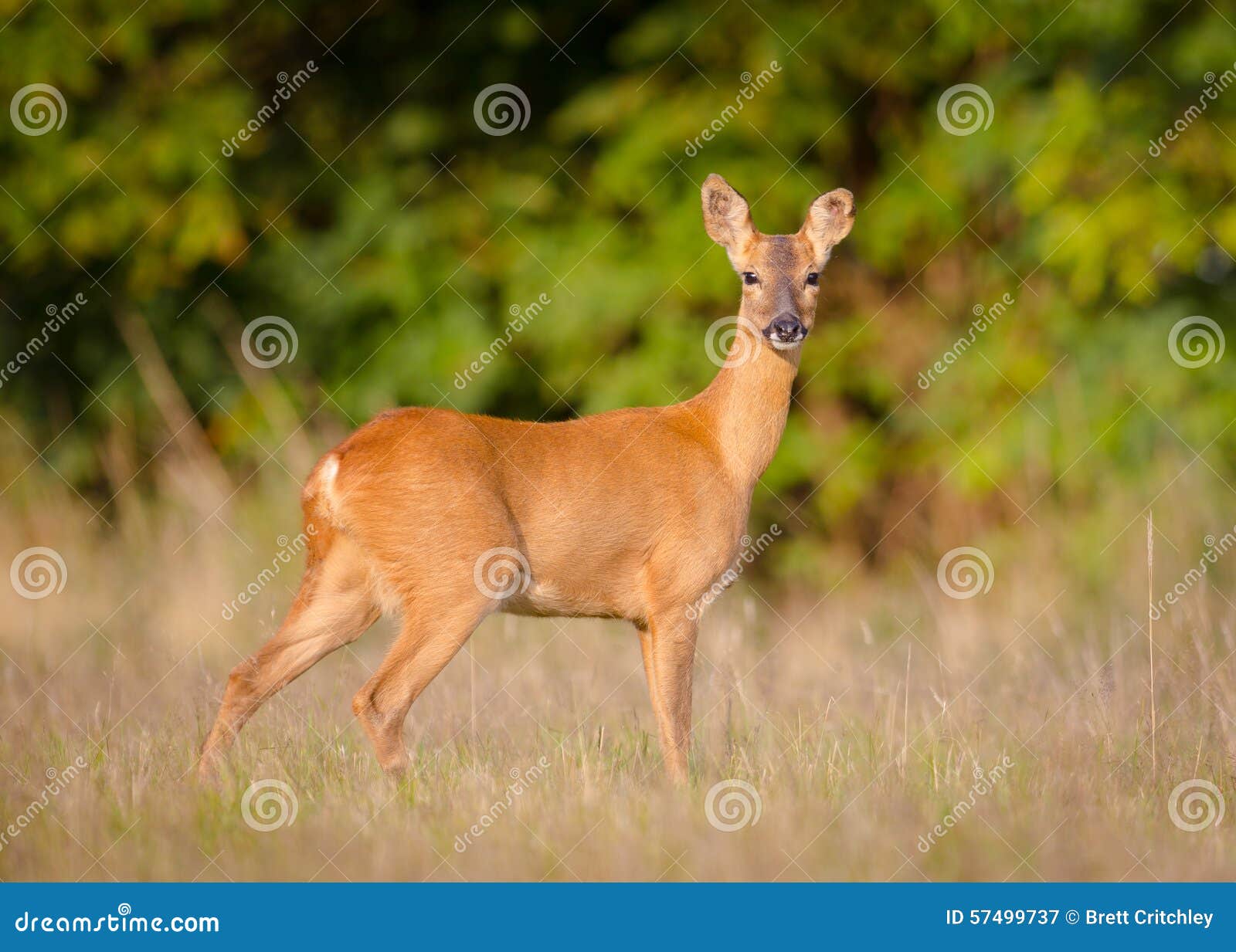 Caprioli femminili immagine stock. Immagine di selvaggio - 57499737
