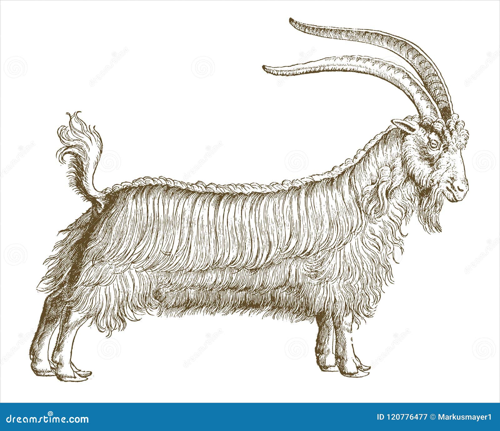 Capro Irsuto Nella Vista Di Profilo Illustrazione Vettoriale ...