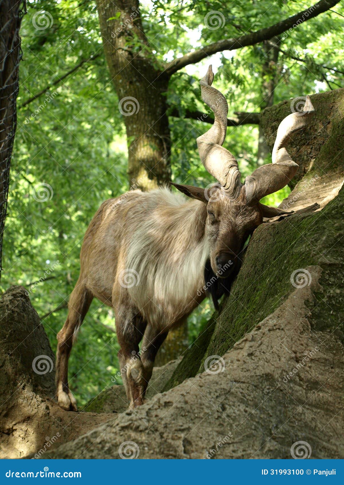 Capro sulle rocce. fotografia stock. Immagine di vecchio - 31993100
