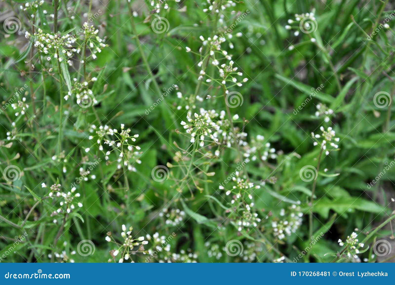 Capsella Bursa-pastoris Blooms in Nature Stock Image - Image of green ...