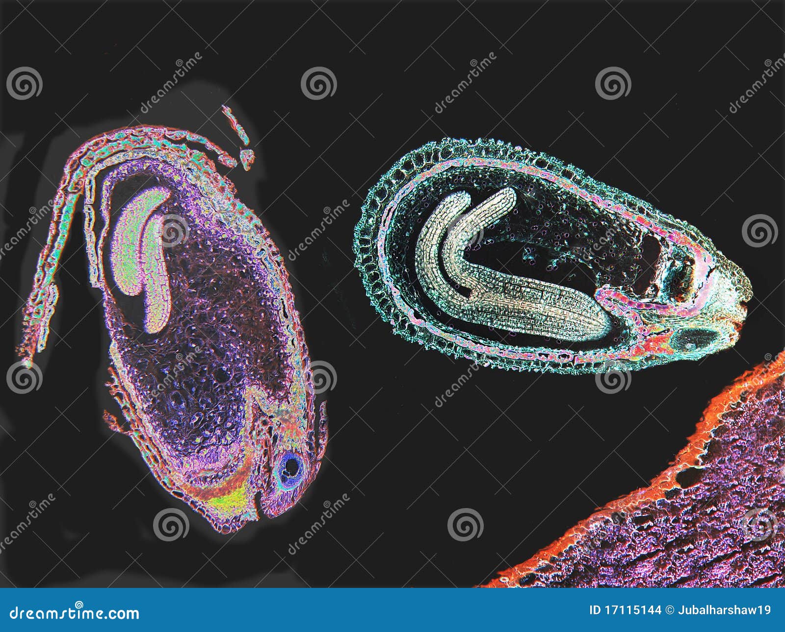 Capsella Sp, Mature Embryos 40X Stock Photo - Image of plant, botanical ...