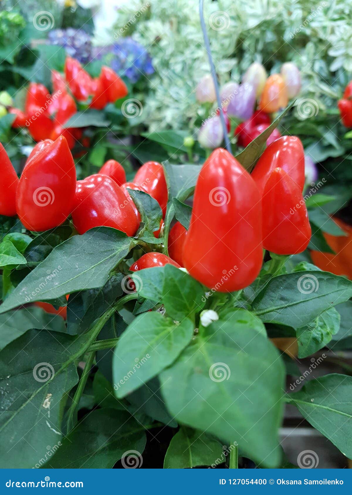 Capsico fotografia stock. Immagine di fiore, serra, rosso - 127054400