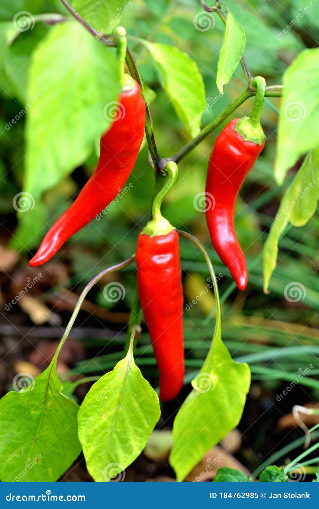 Capsicum Annuum Bird Eye Also Known As Rawit Pepper. Close-up. Stock ...