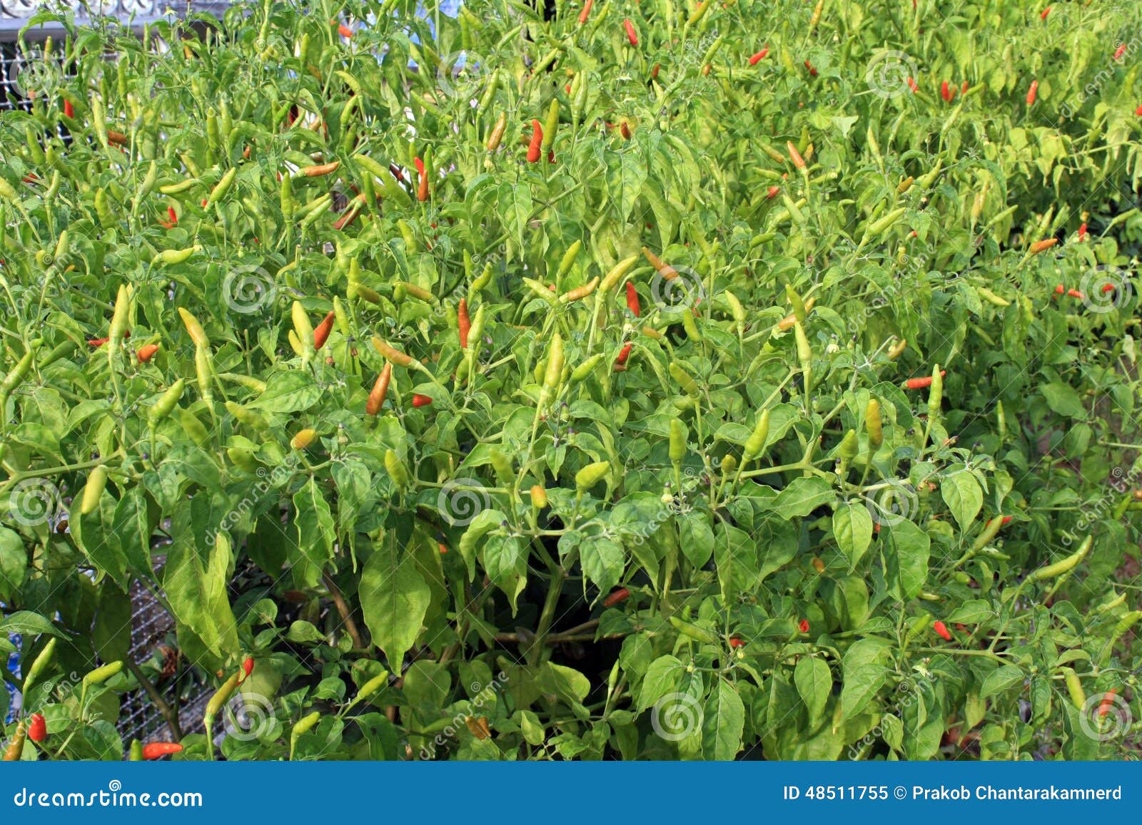 Capsicum annuum chili stock image. Image of food, garden - 48511755