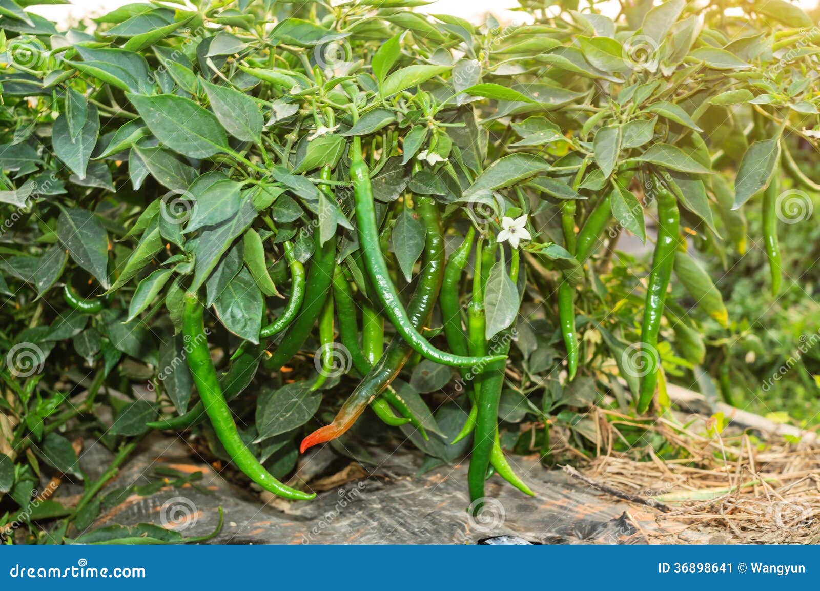 Capsicum annuum stock image. Image of chef, cuisine, foods - 36898641