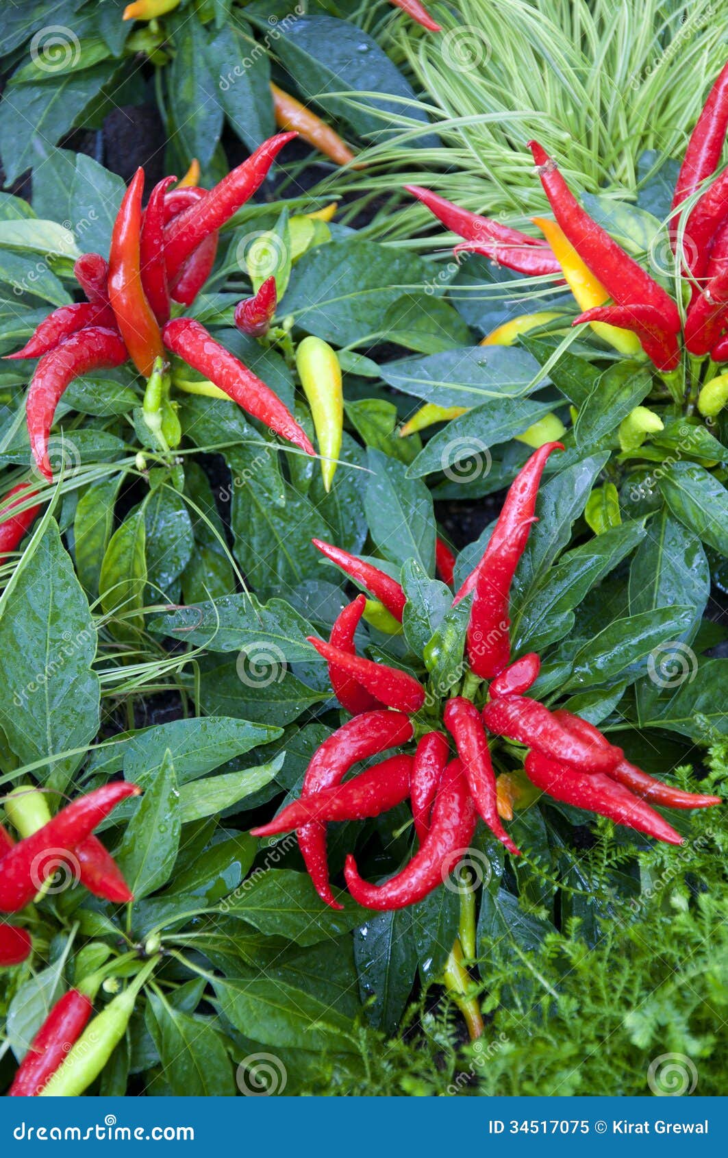 Capsicum Annuum stock image. Image of flavor, nature - 34517075