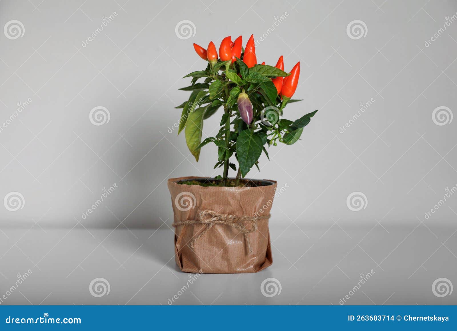 Capsicum Annuum Plant. Potted Multicolor Chili Pepper on Light Grey ...