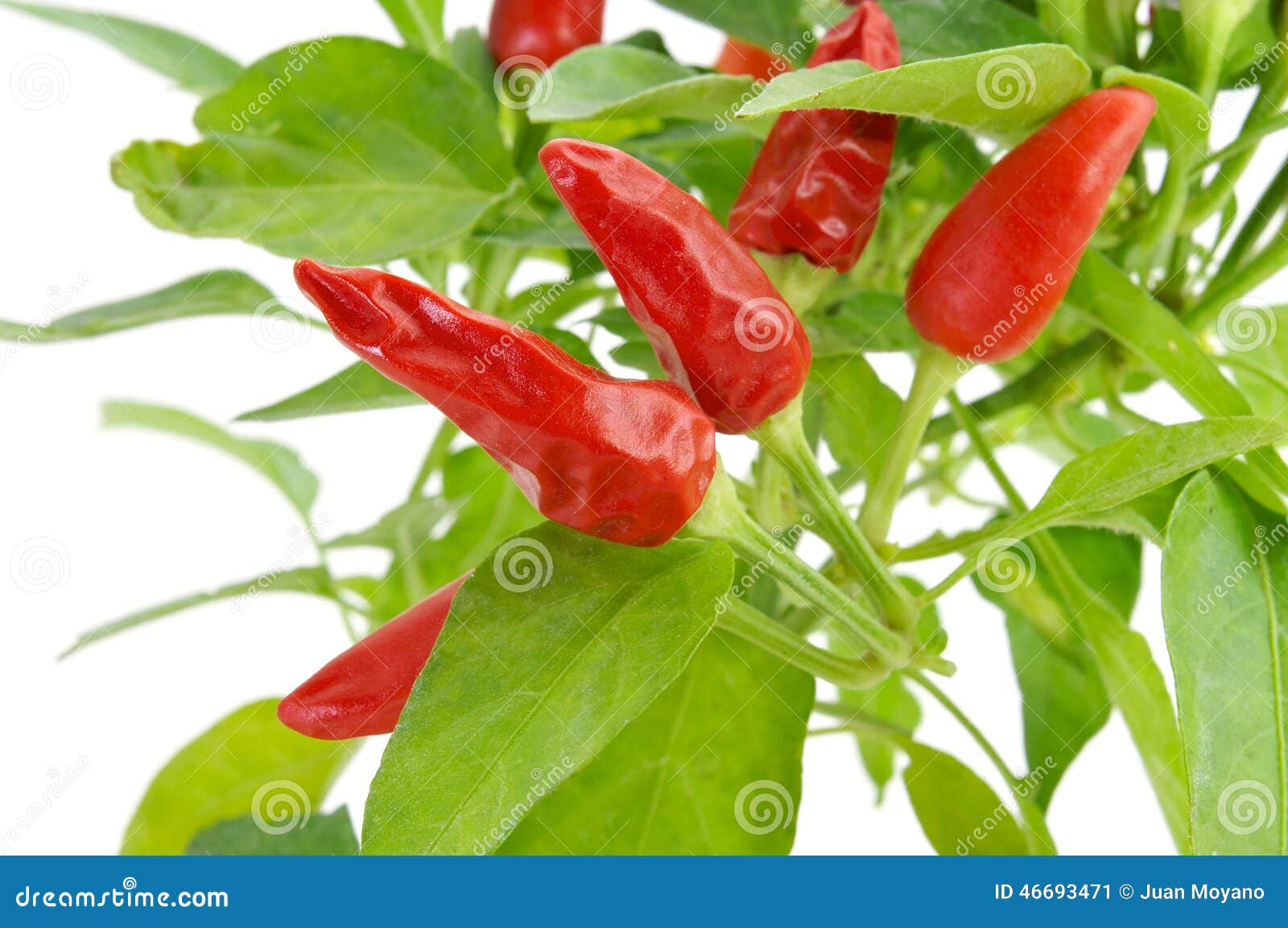 Capsicum Annuum Pepper Leaves, Paths Stock Photography | CartoonDealer ...