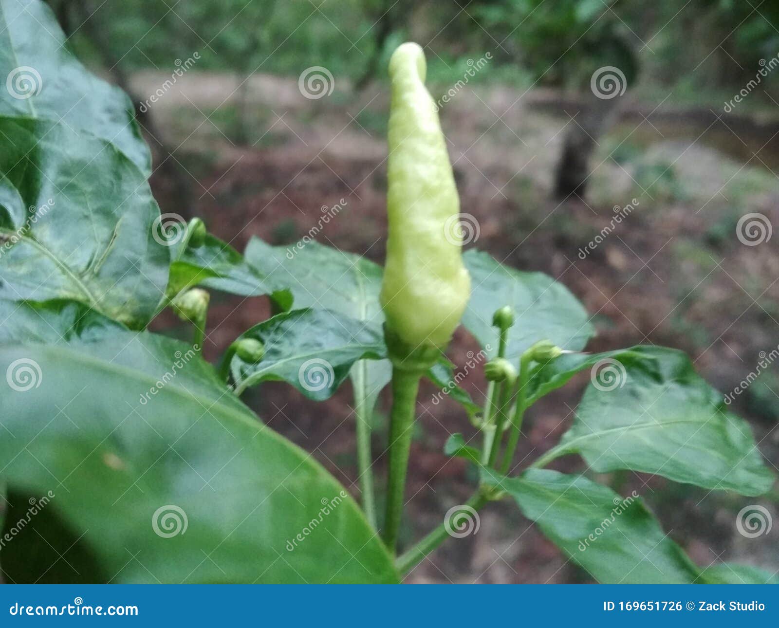 Capsicum Anuum or Red Capsicum Fruit Stock Photo - Image of anuum ...