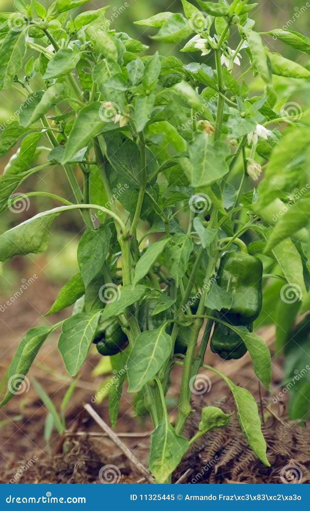 Capsicum bell pepper stock image. Image of chilli, plant - 11325445