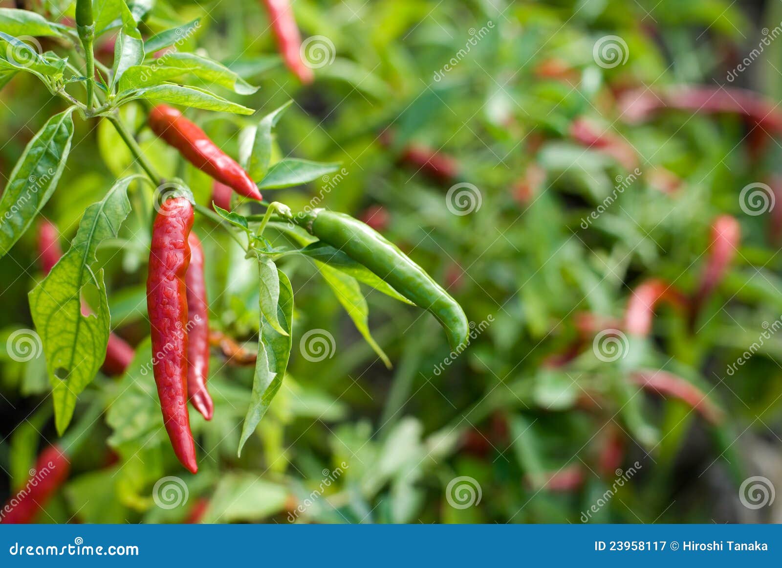Capsicum field stock image. Image of field, ingredient - 23958117