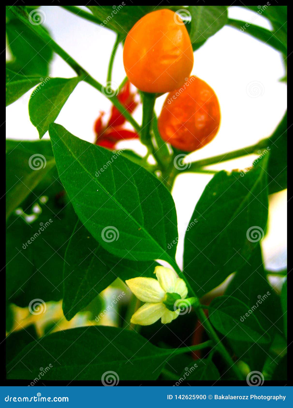 Capsicum Flower Macro Background Wallpaper Fine Art Prints Stock Photo ...